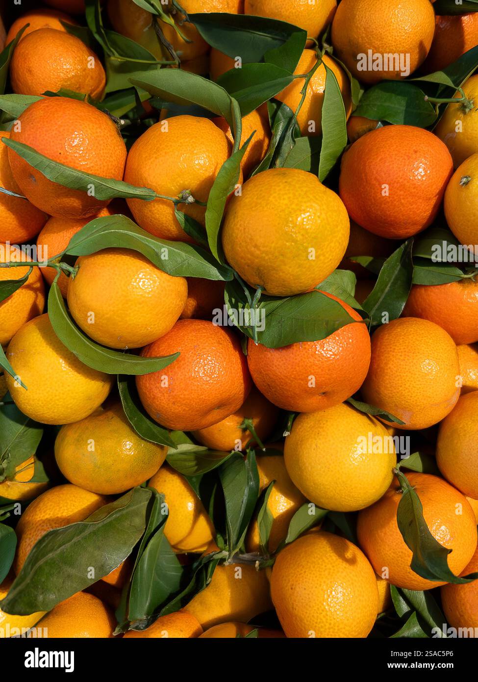 Mandarins or Tangerines with green leaves on display in top view at the ...