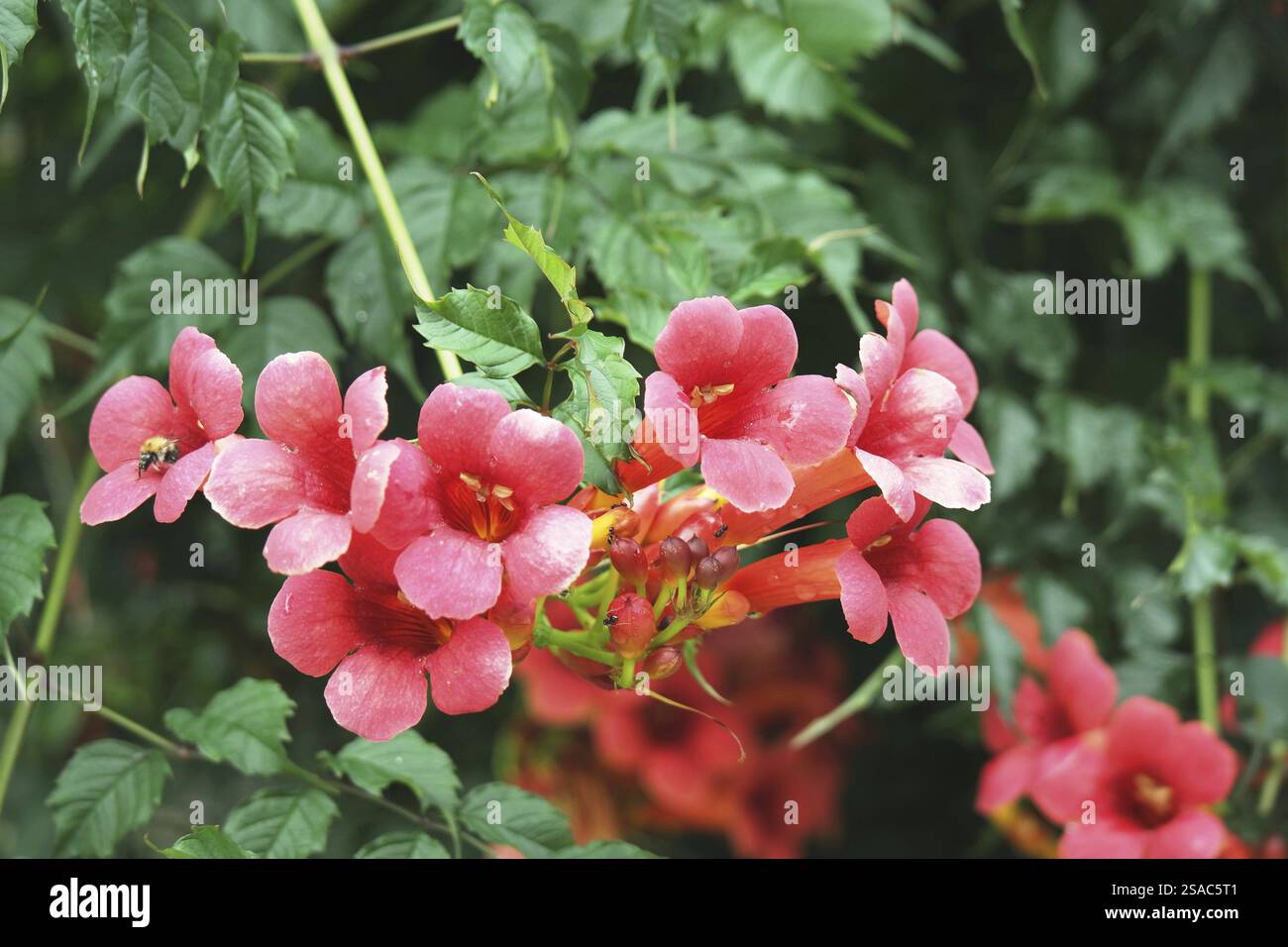 Characteristic trumpet hi-res stock photography and images - Alamy
