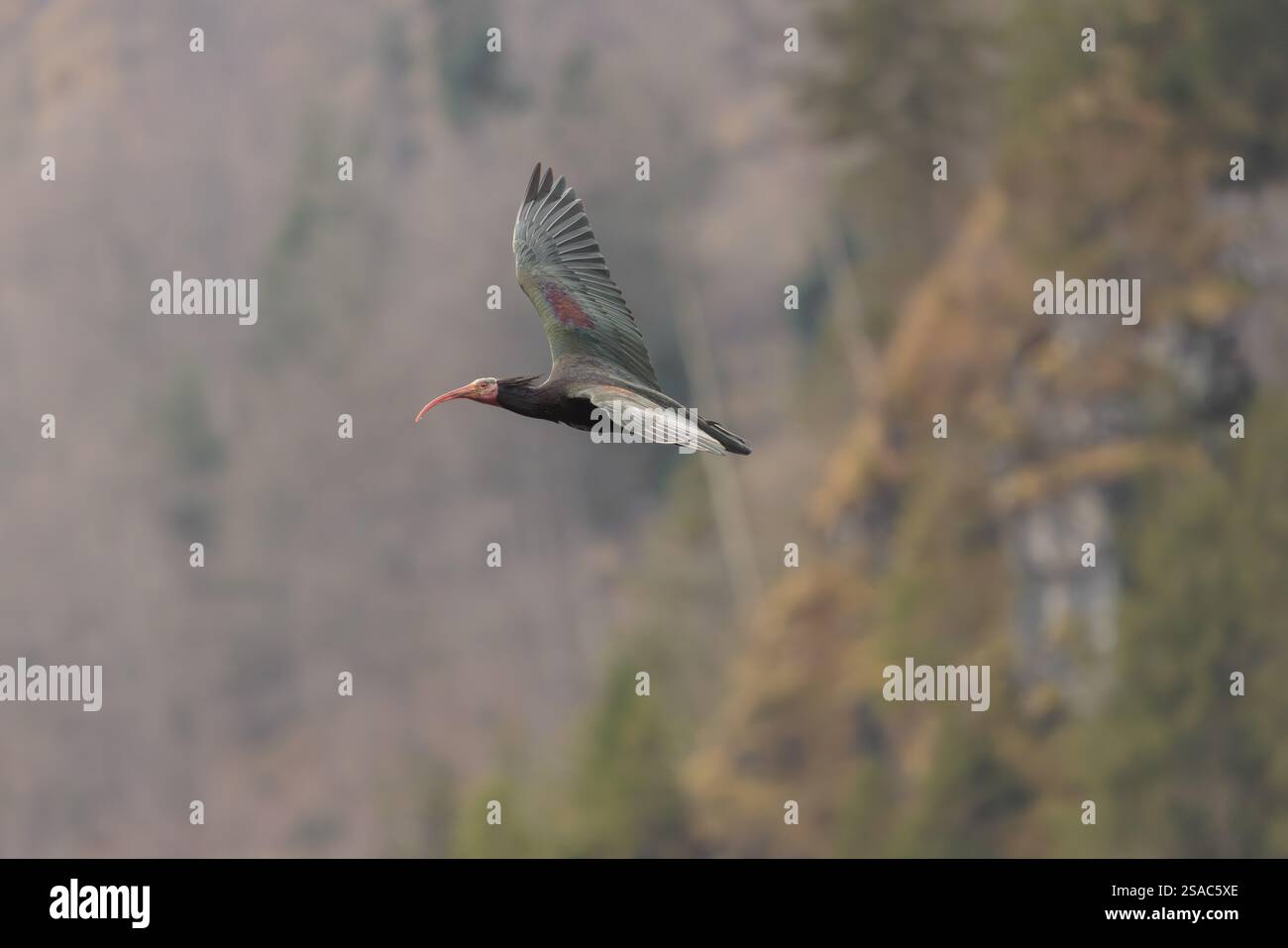 A Northern Bald Ibis, Hermit Ibis (Geronticus eremita) in flight in ...