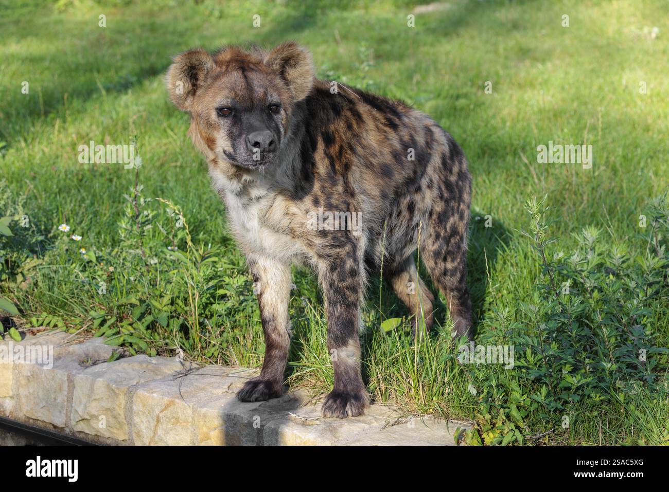 An adult spotted hyena (Crocuta crocuta) or laughing hyena stands on a ...