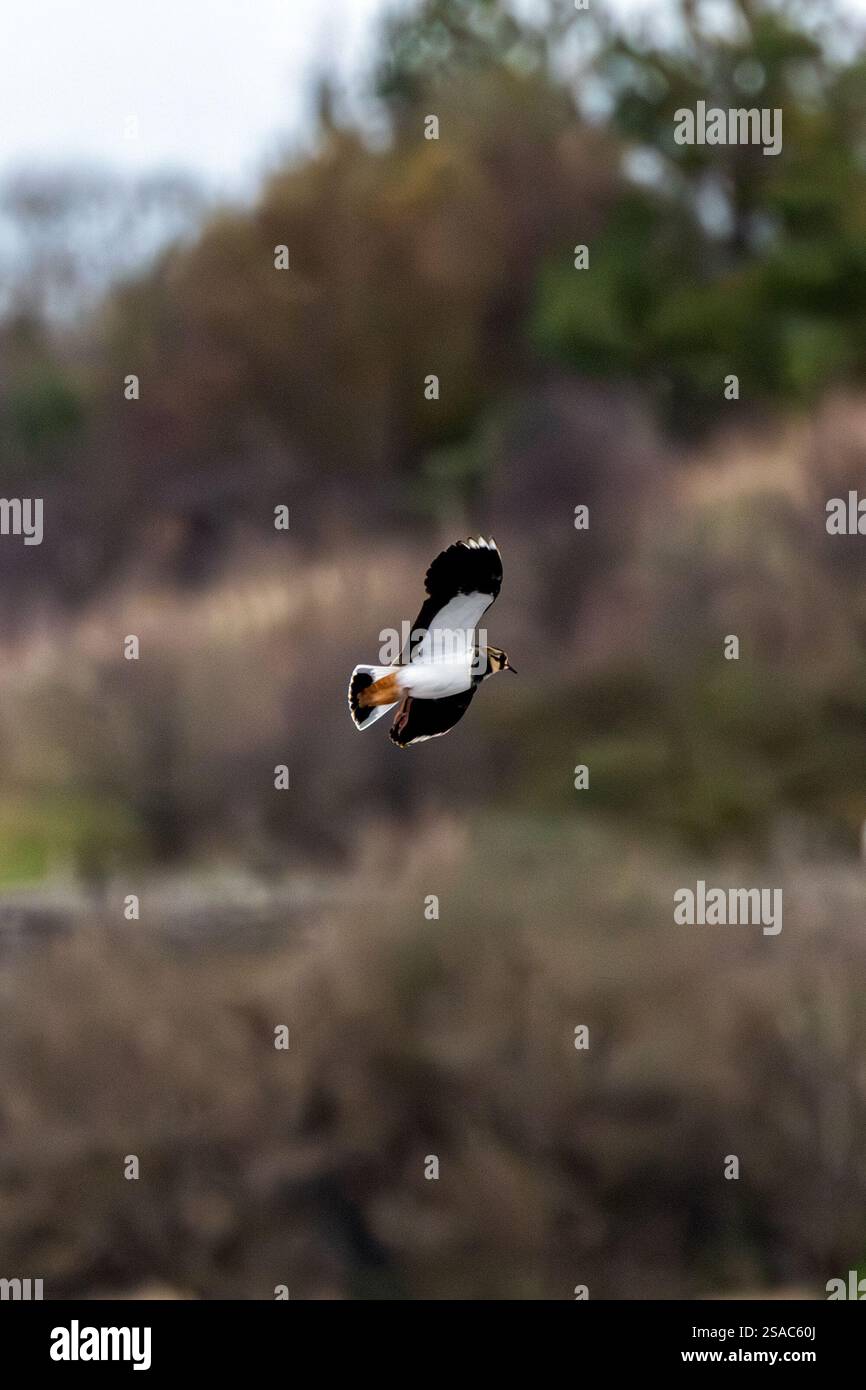 The northern lapwing, a wading bird with a distinctive crest, feeds on ...