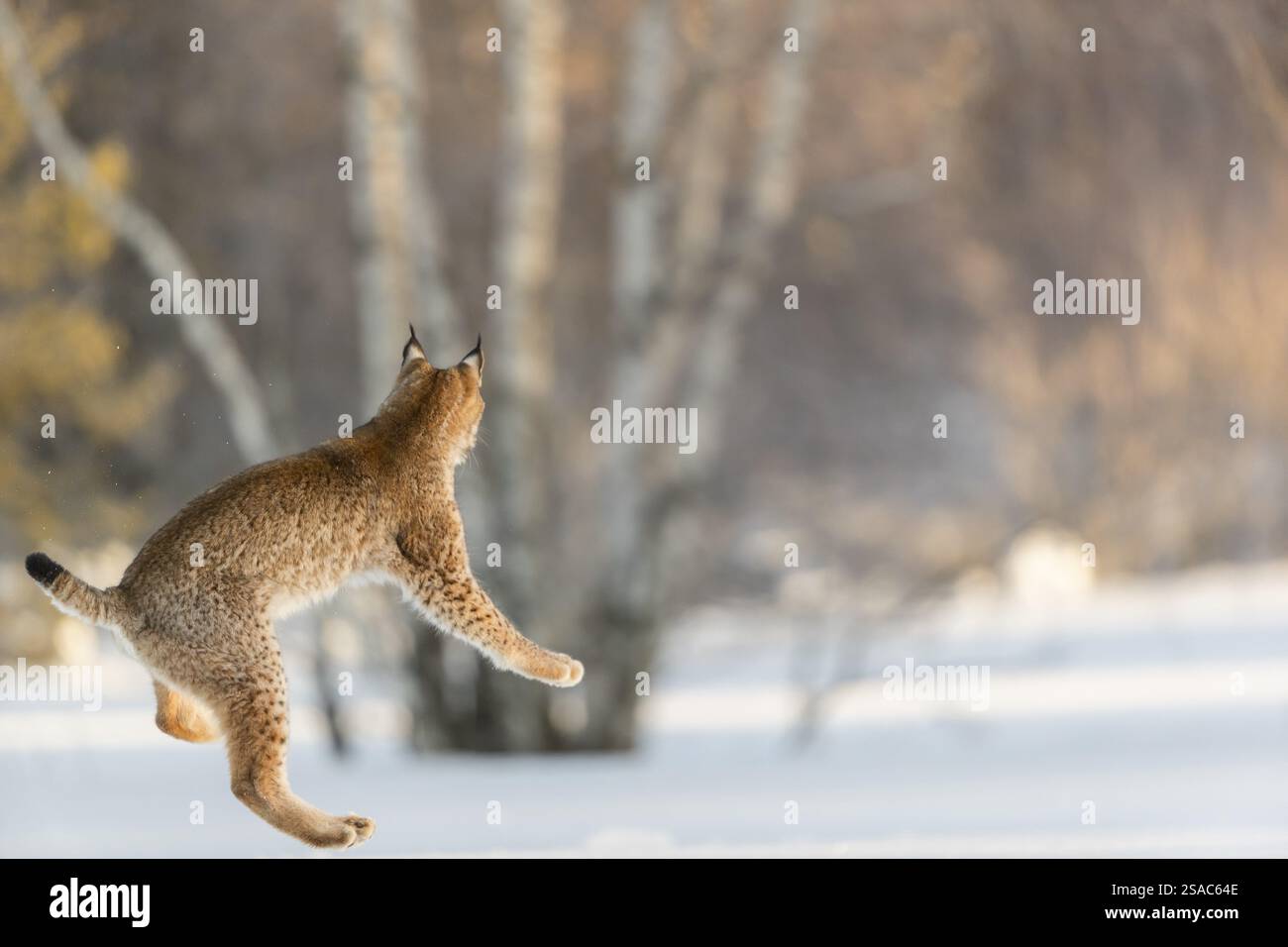 One young male Eurasian lynx, (Lynx lynx), running over a snow covered ...
