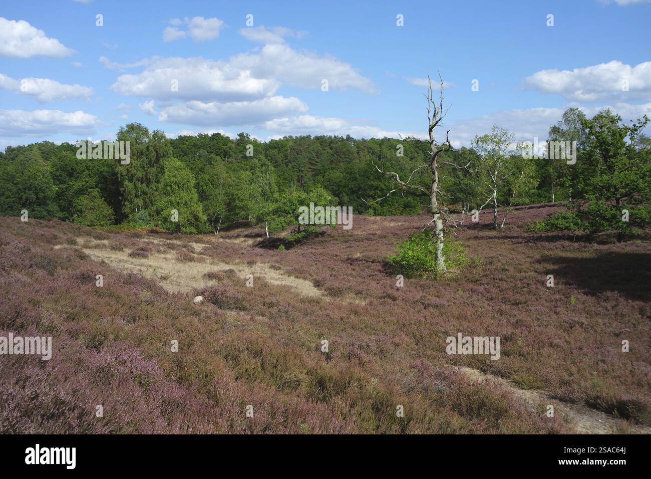Late summer in Fischbeker Heide Stock Photo - Alamy