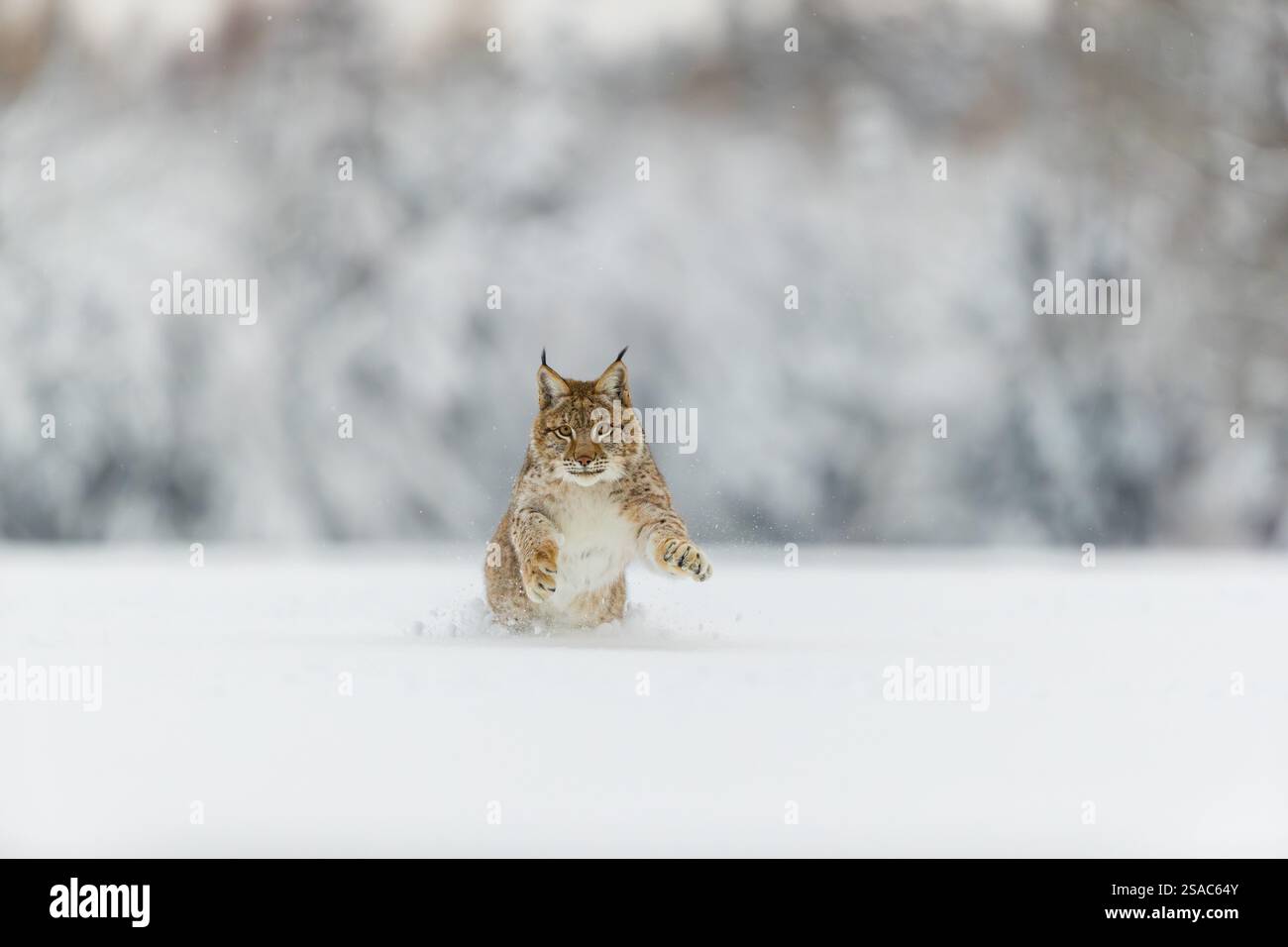 One young male Eurasian lynx, (Lynx lynx), running over a deep snow ...
