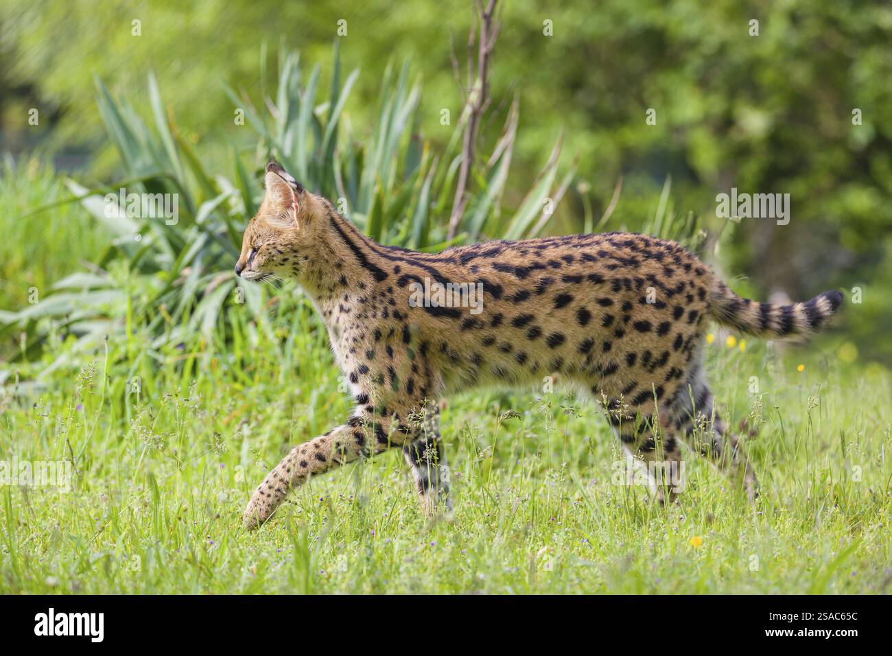 A male serval, Leptailurus serval, running across a green meadow Stock ...