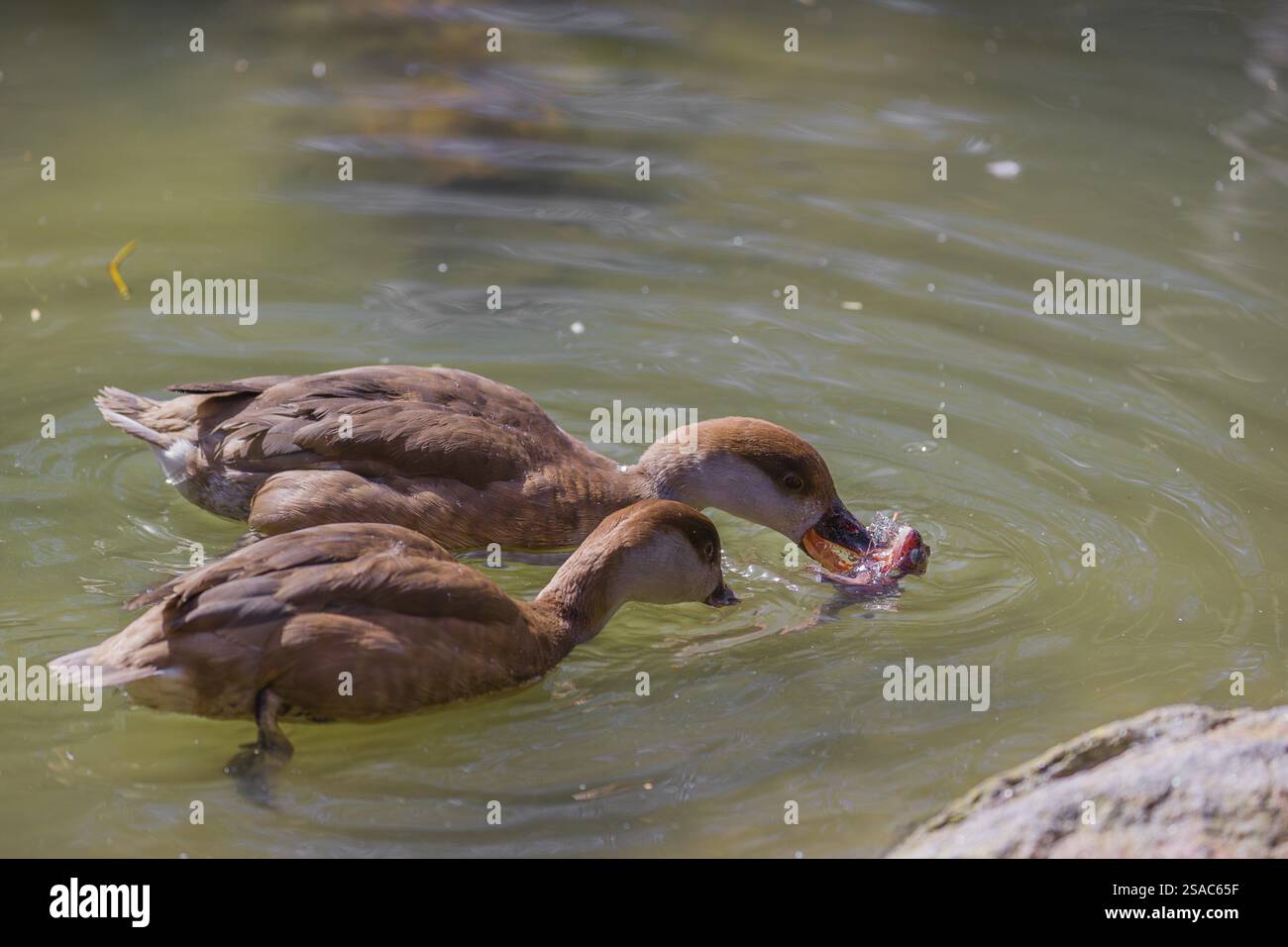 Two female red-crested pochards (Netta rufina) fight over a grass frog ...