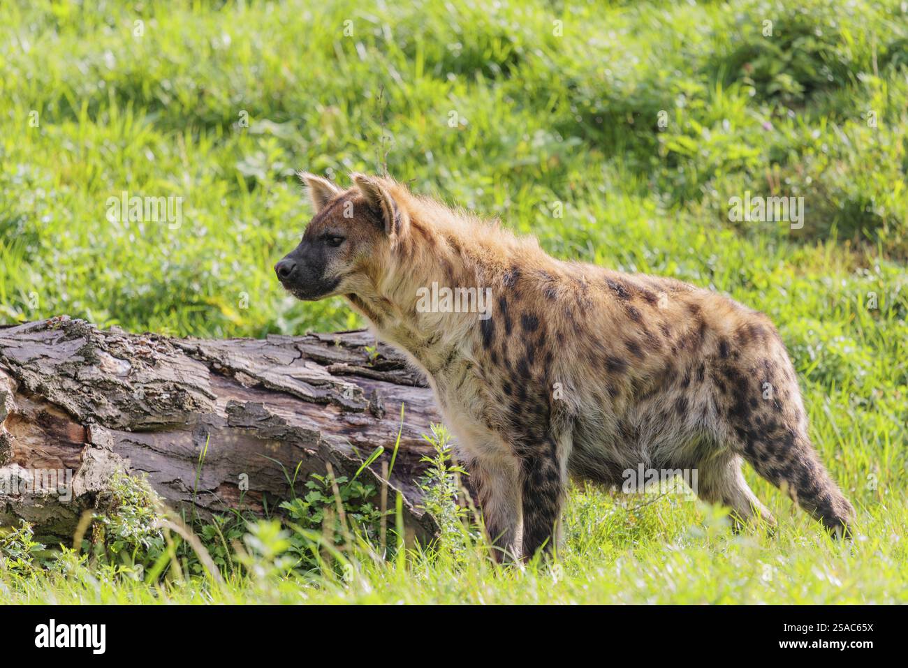 An adult Spotted Hyena (Crocuta crocuta) or Laughing Hyena runs next to ...