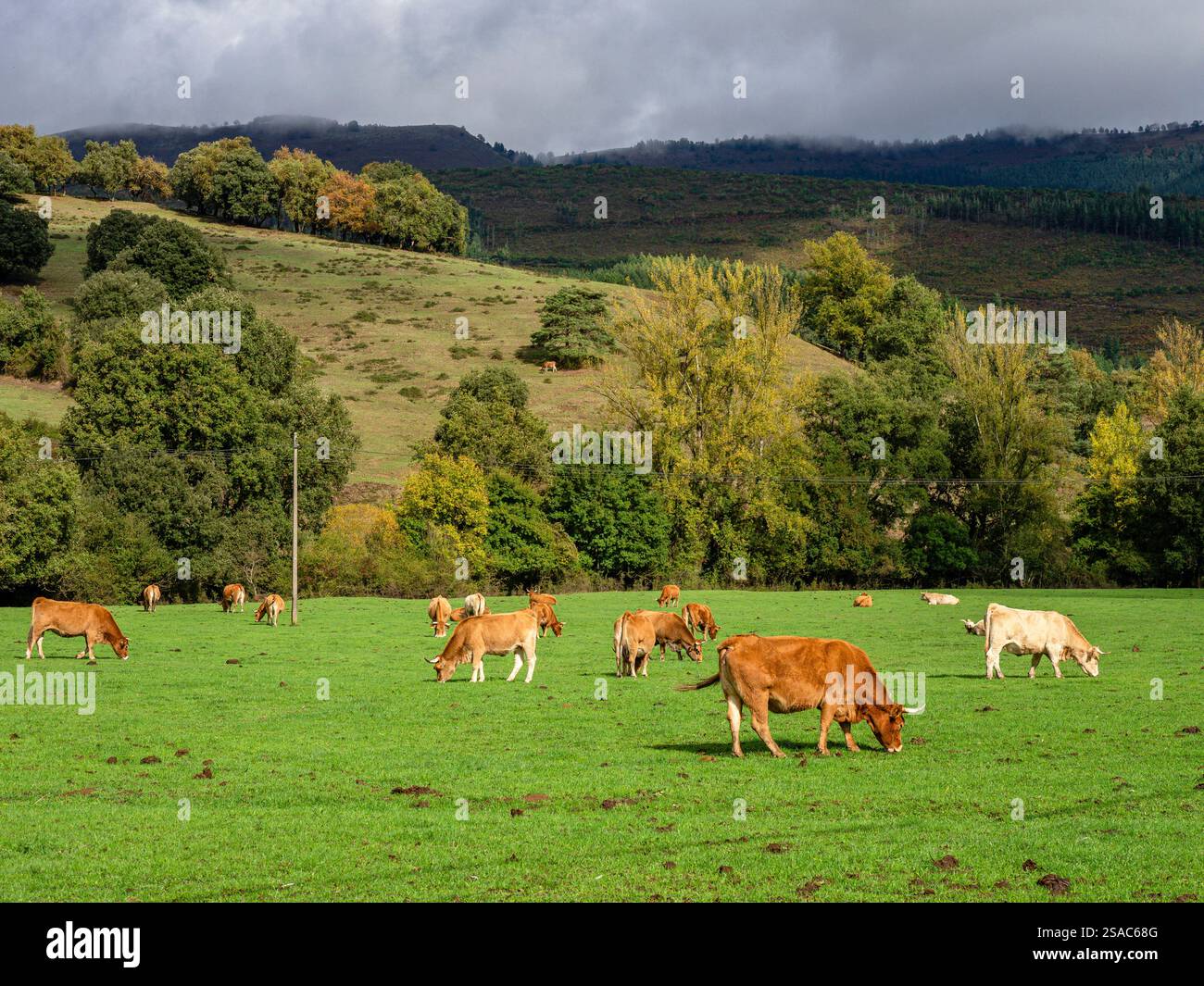 herd of grazing cows, Artziniega, Alava, Basque Country, Spain Stock ...