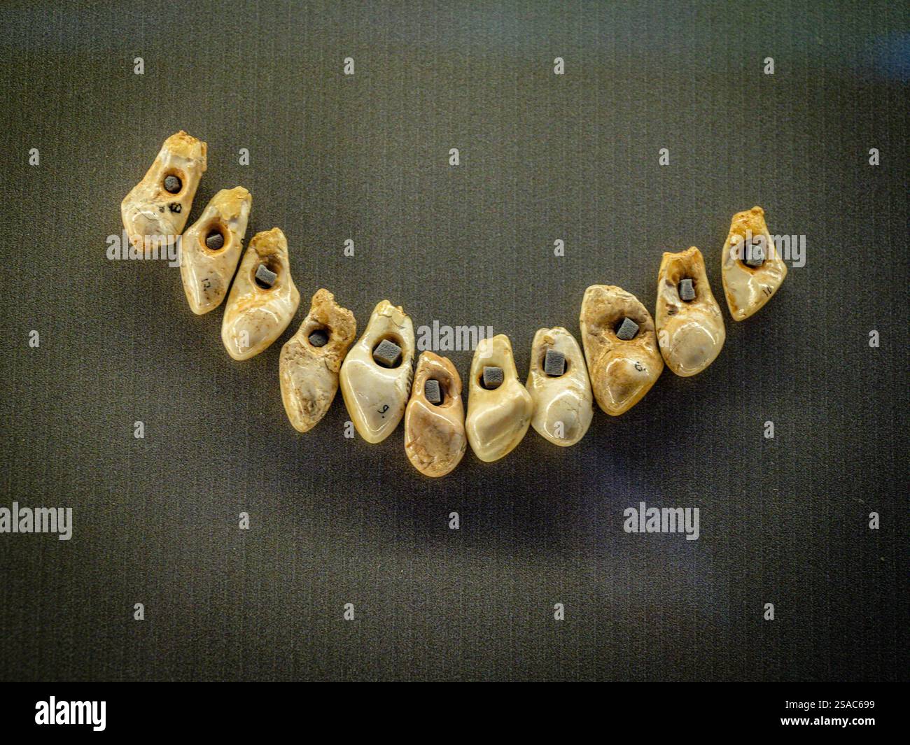 Perforated teeth, Bolinkoba cave, Abadiño, Arkeologi Museoa ...