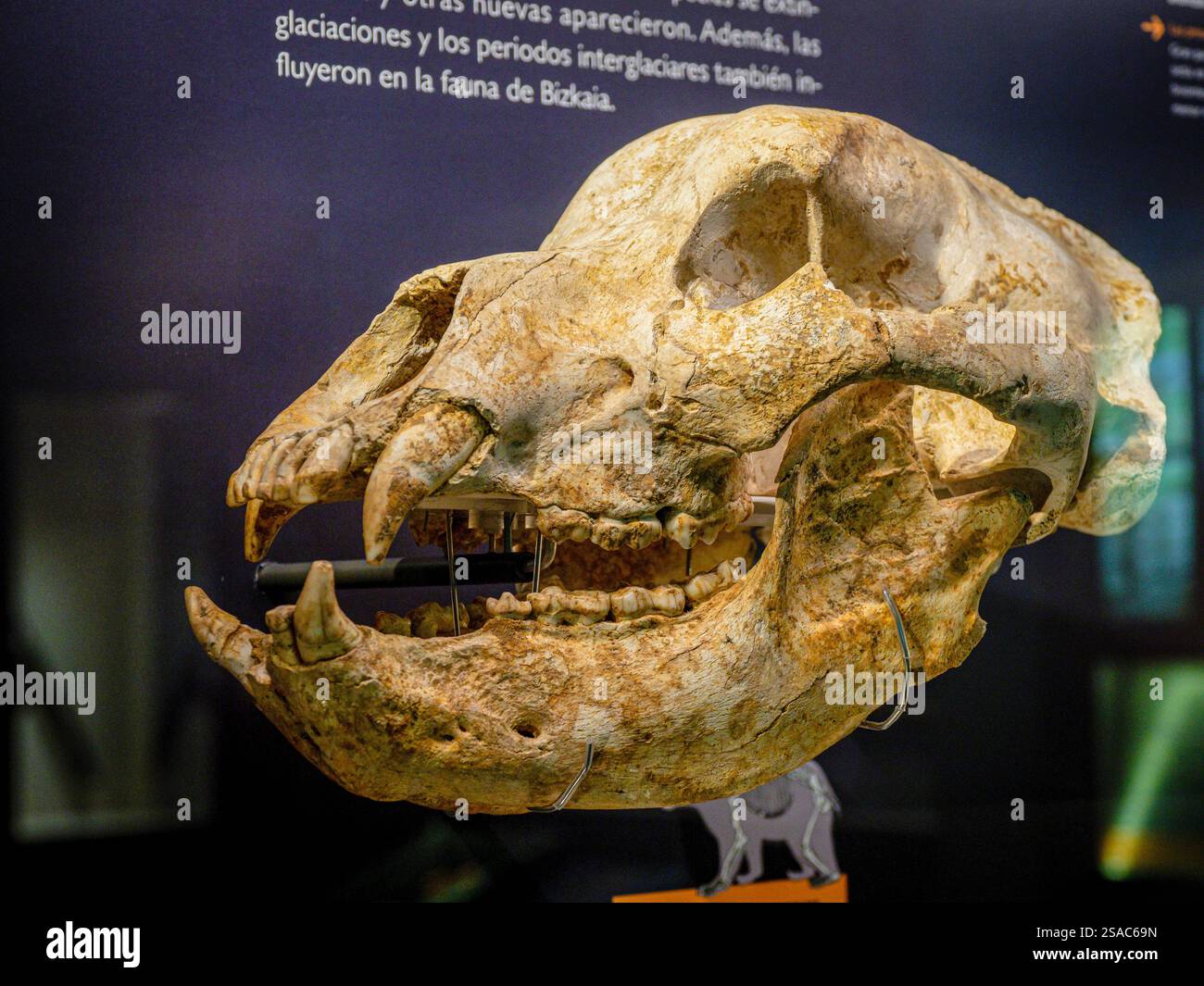 Deninger female bear skull, Ursus deningeri, 300,000 BC, Santa Isabel ...