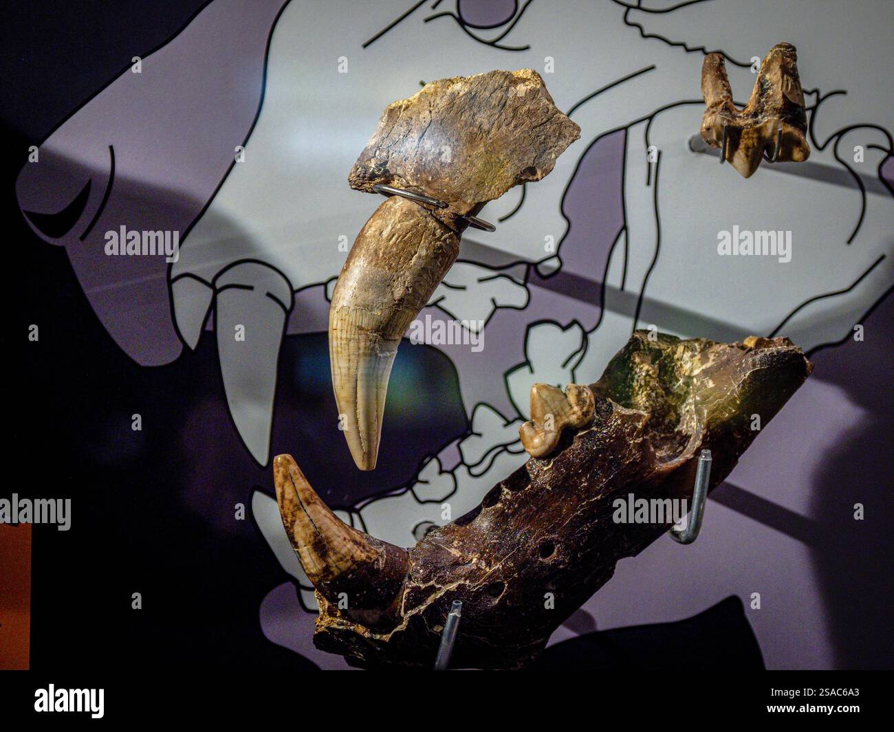 mandible, cave lion , Panthera leo spelaea , Pleistocene, Santa Isabel de Ranero, Karrantza ...
