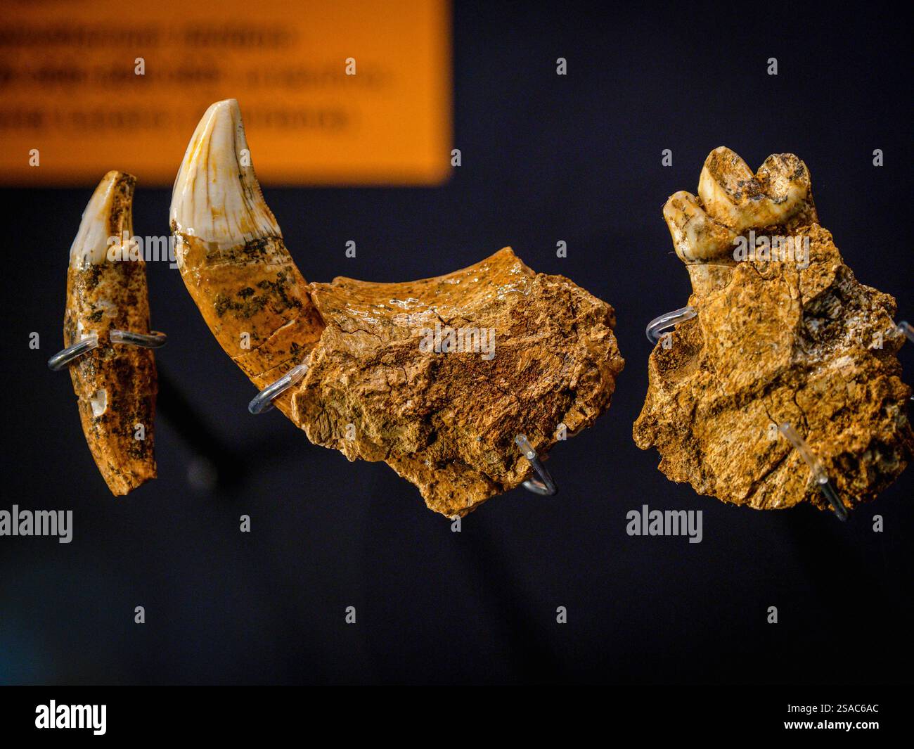 sable tooth jaw, Homotherium latidens, pleistocene, Punta Lucero ...