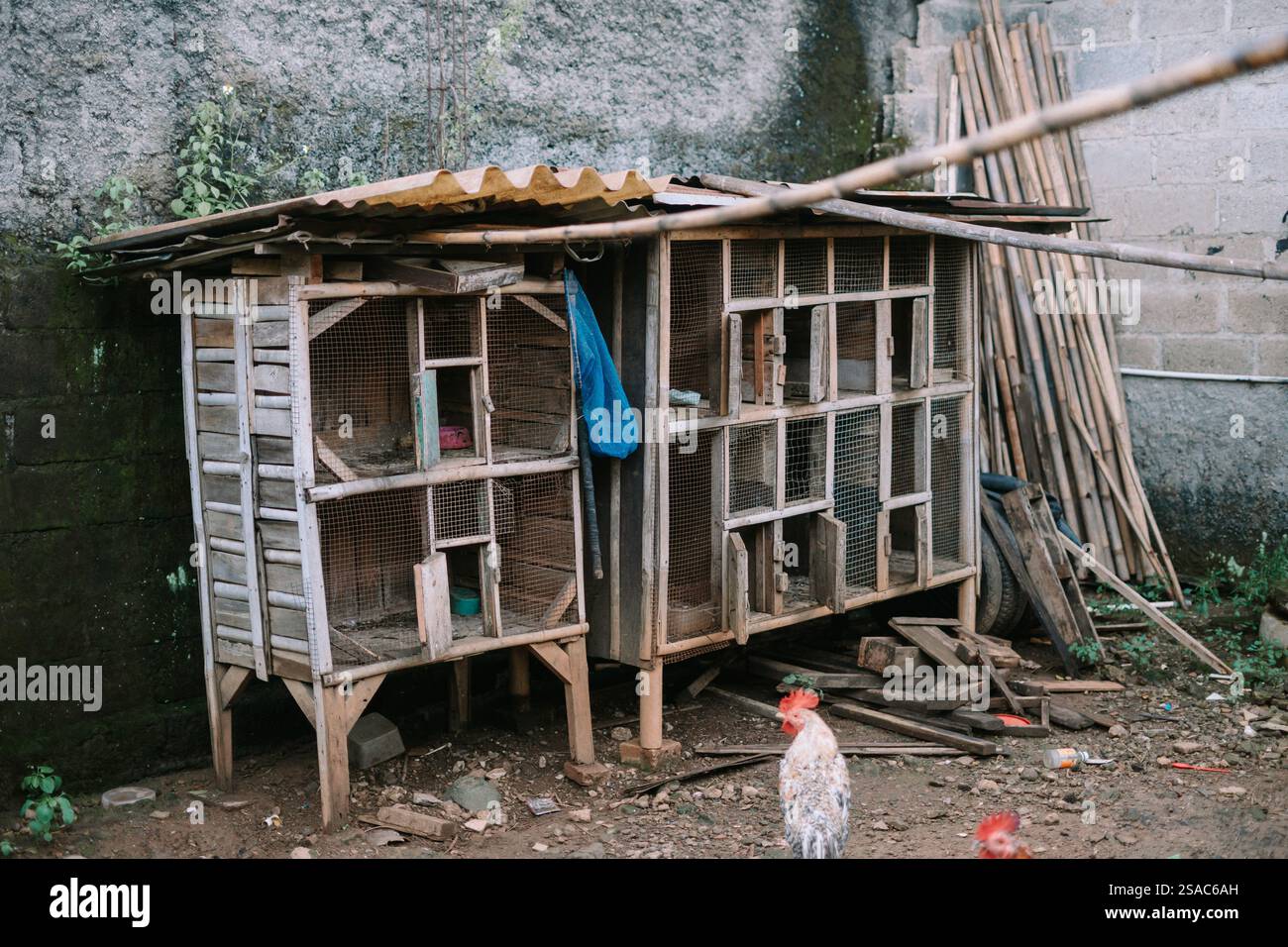 Traditional wooden chicken coop in a backyard setting, with chickens ...