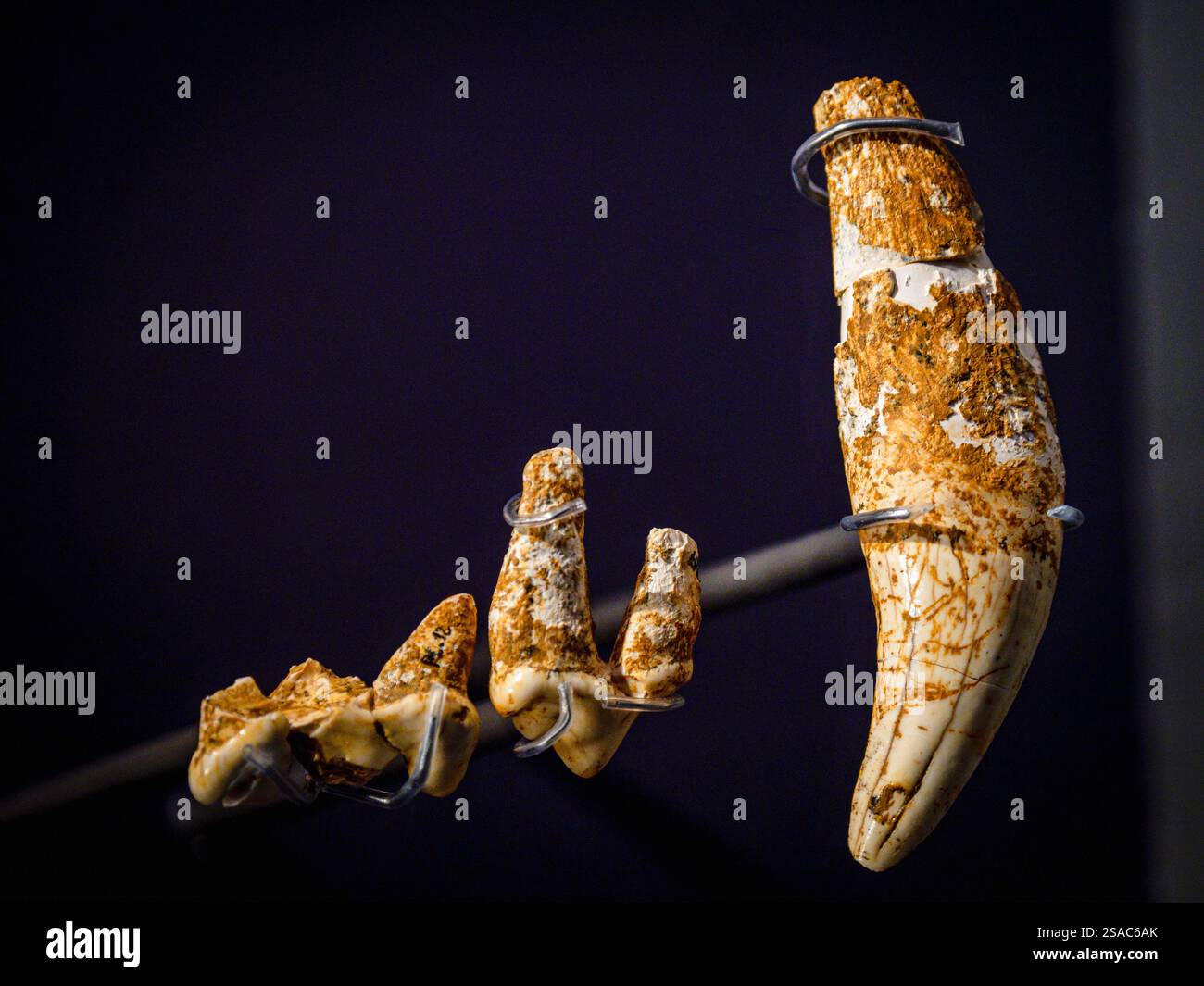 European jaguar teeth, Panthera gombaszoegensis, Upper Pliocene -Lower ...