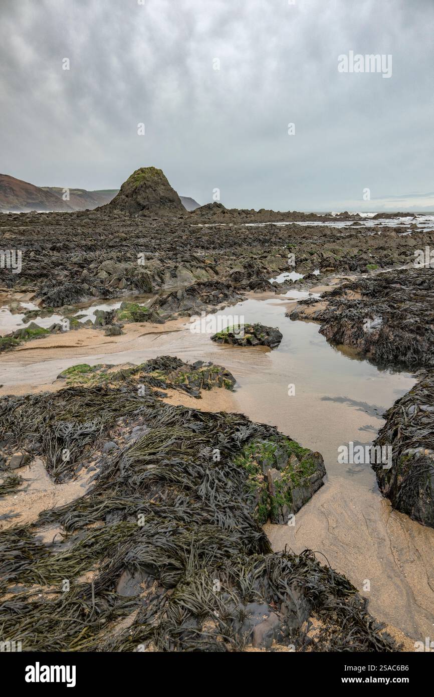 revealed rocks and seaweed at low tide on Cornwall beach upright image ...