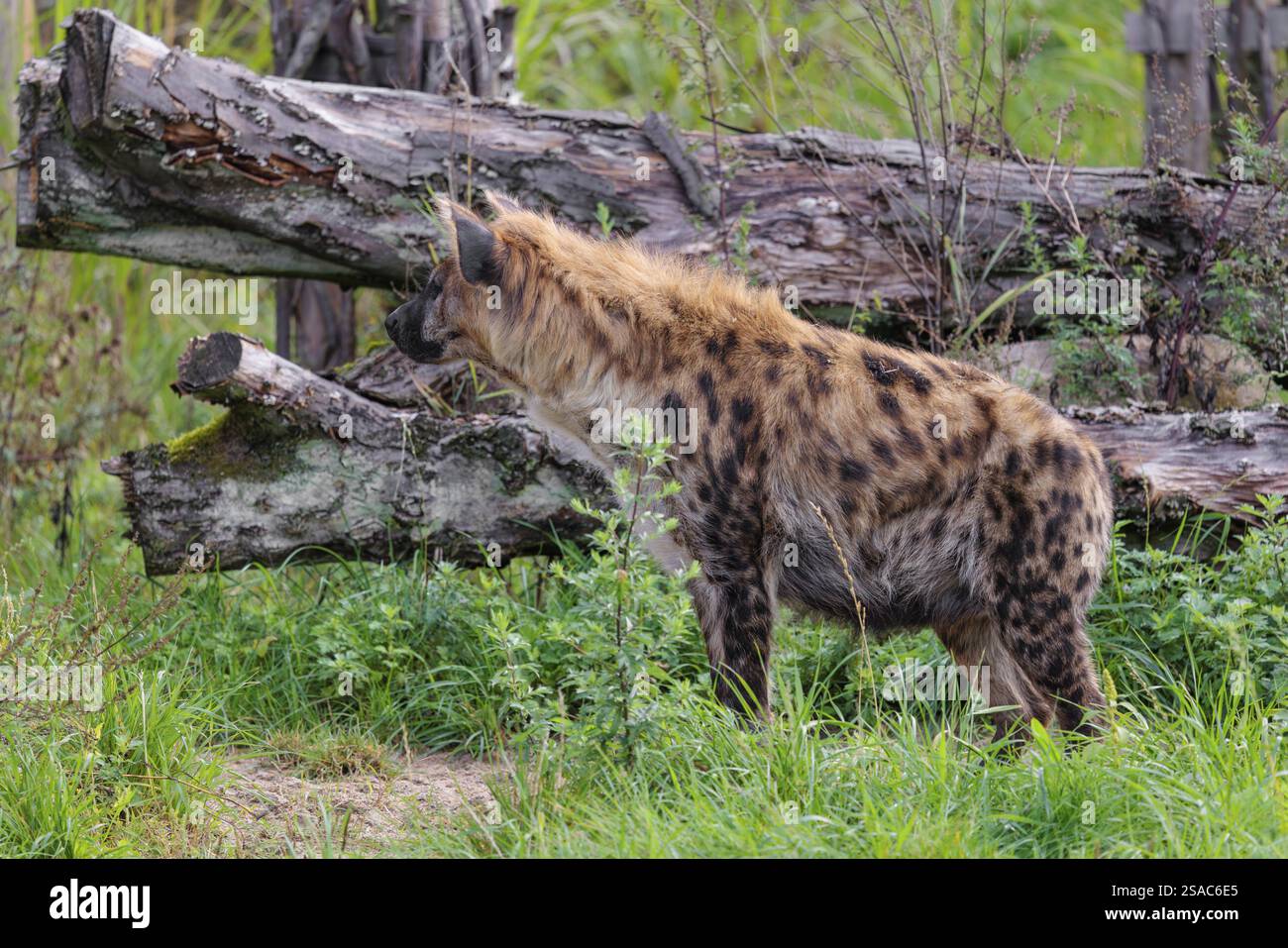 An adult Spotted Hyena (Crocuta crocuta) or Laughing Hyena stands next ...