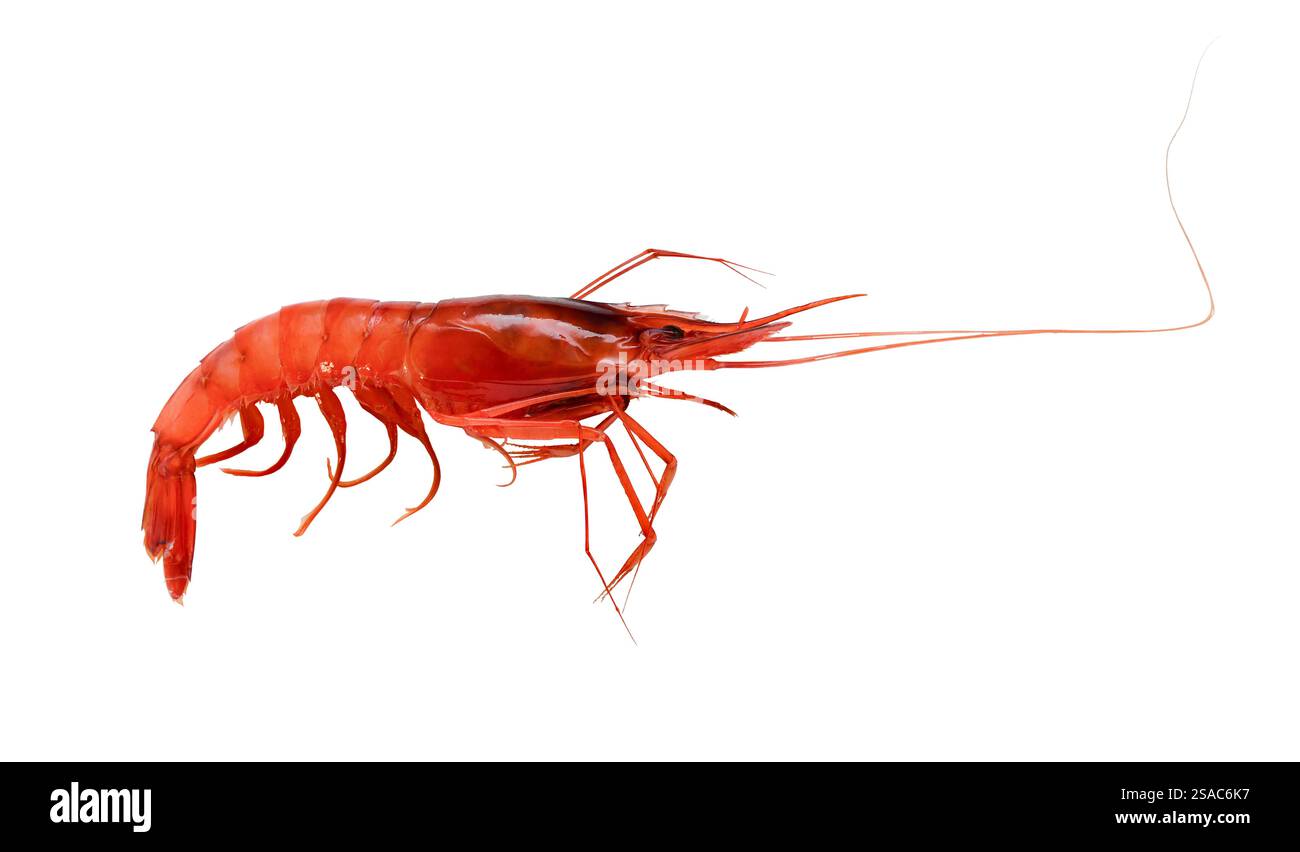 Raw red shrimp isolated on white Stock Photo - Alamy