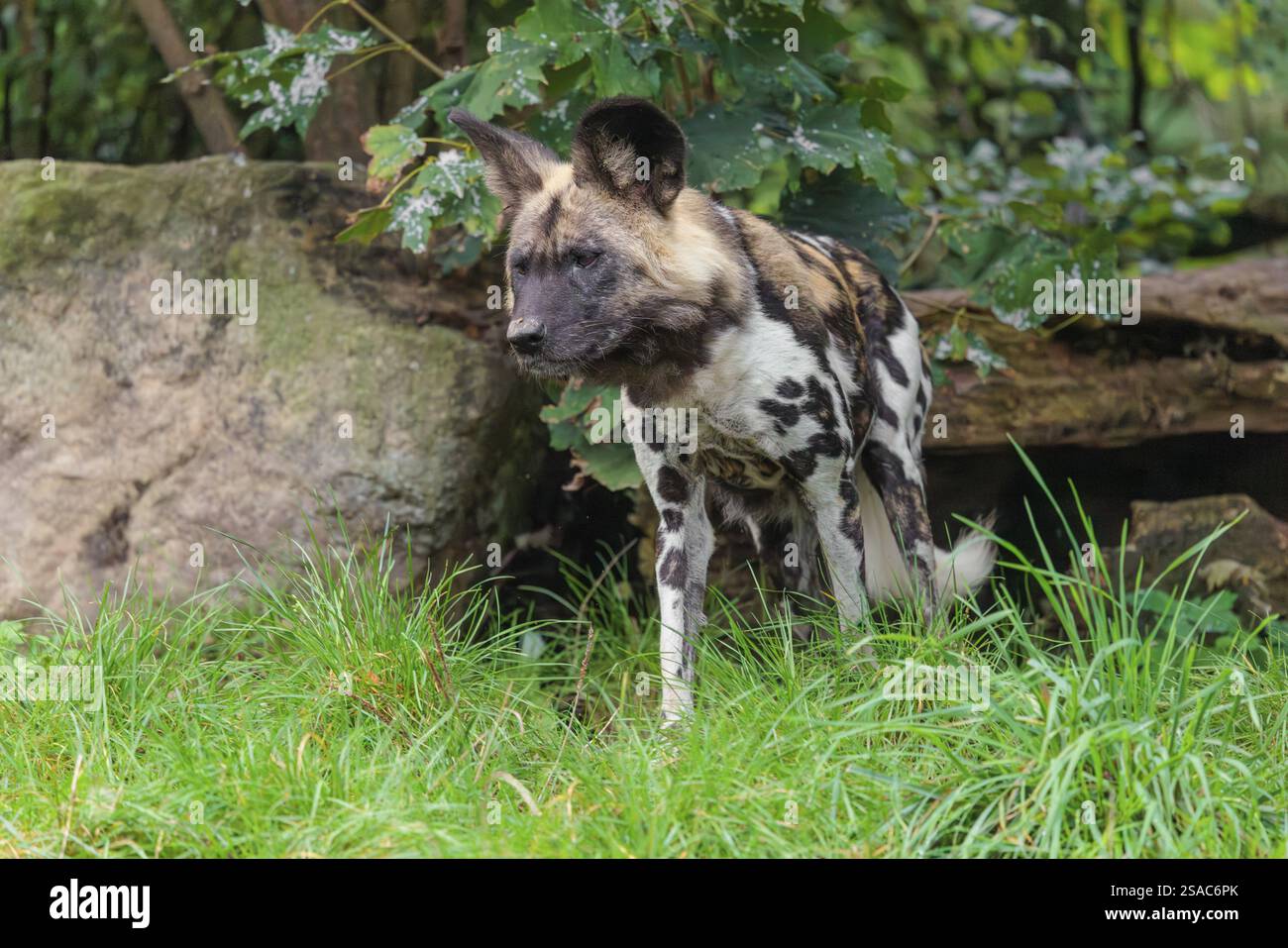 African wild dog, Lycaon pictus, running through the green vegetation ...