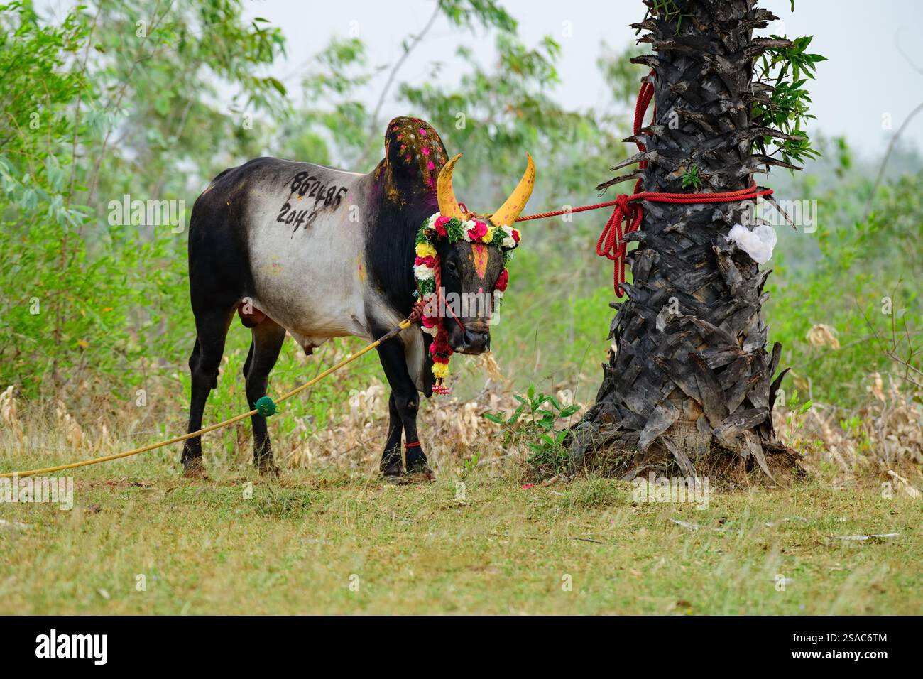 Jallikattu: A Thrilling Celebration of Tradition, Strength, and the ...