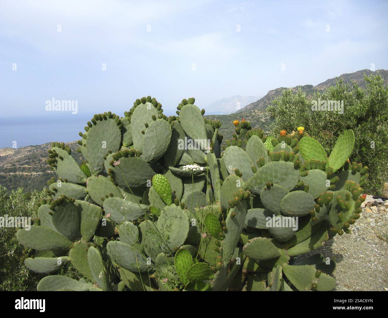 Prickly pear cactus opuntia humifusa hi-res stock photography and ...