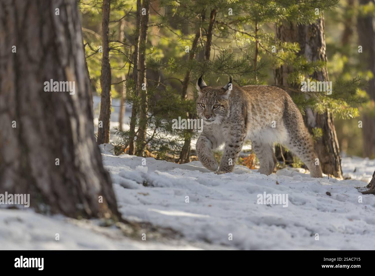 One young male Eurasian lynx, (Lynx lynx), walking over a snow covered ...