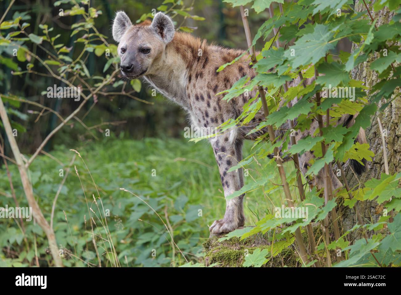 An adult Spotted Hyena (Crocuta crocuta) or Laughing Hyena stands in a ...