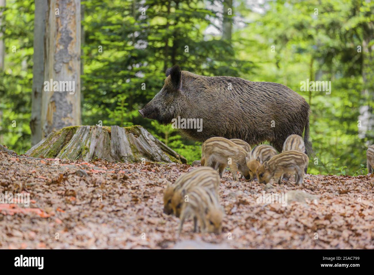 Wild boar (Sus scrofa), adults and piglets, forage for food on the ...