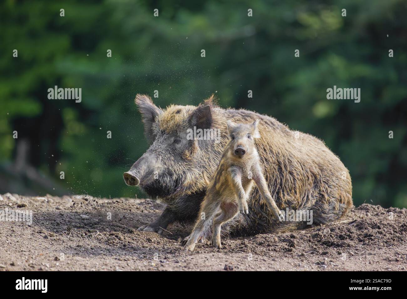 An adult wild boar or wild pig (Sus scrofa), throws a piglet up with ...