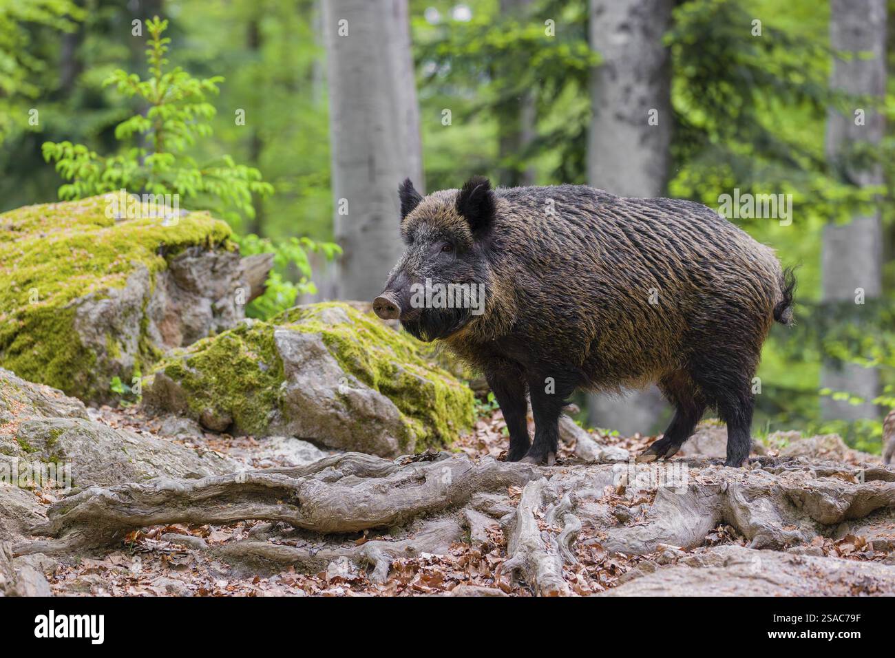 Wild boar (Sus scrofa) forages for food on the forest floor Stock Photo ...
