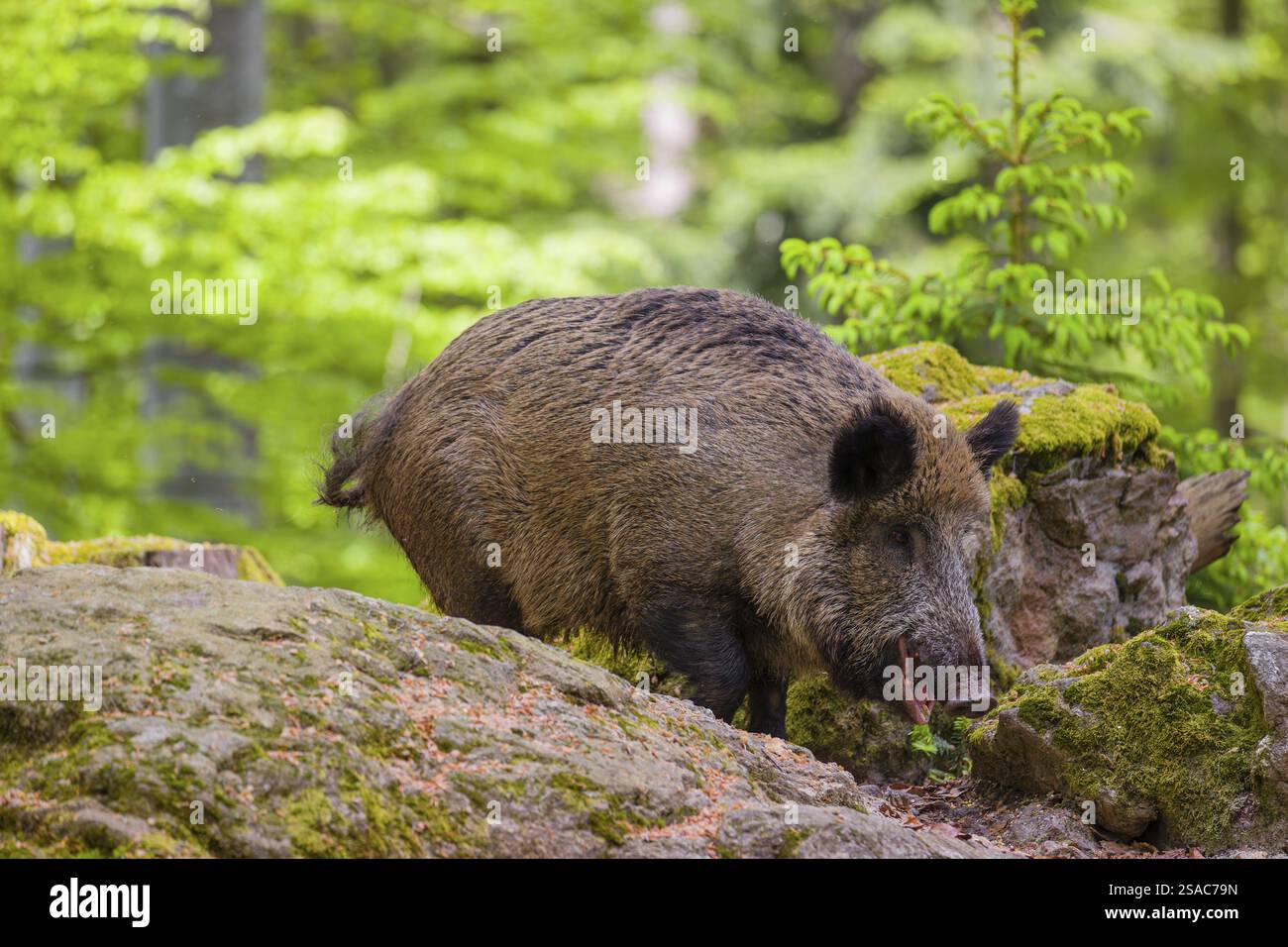 Wild boar (Sus scrofa) forages for food on the forest floor Stock Photo ...
