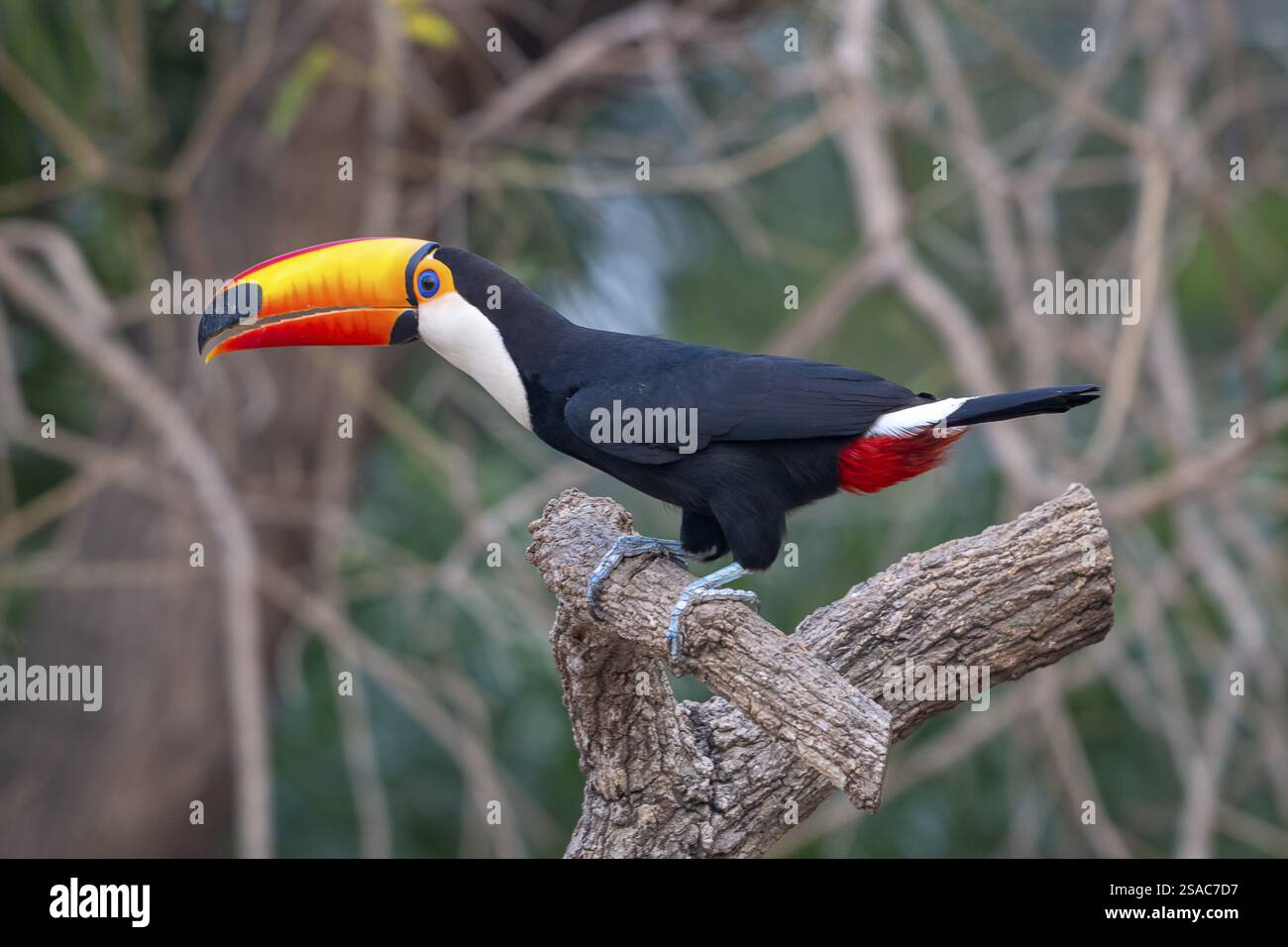 Giant toucan (Ramphastos toco), Pantanal, inland, wetland, UNESCO ...
