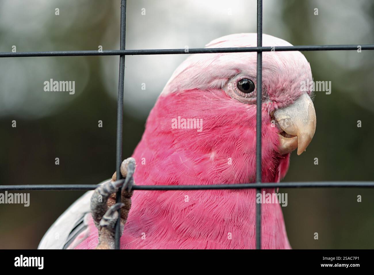 Pink and white fauna hi-res stock photography and images - Alamy
