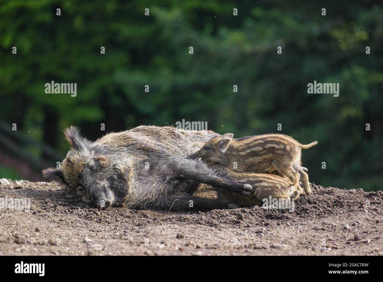 A female wild boar (Sus scrofa) suckles her piglets in a clearing Stock ...