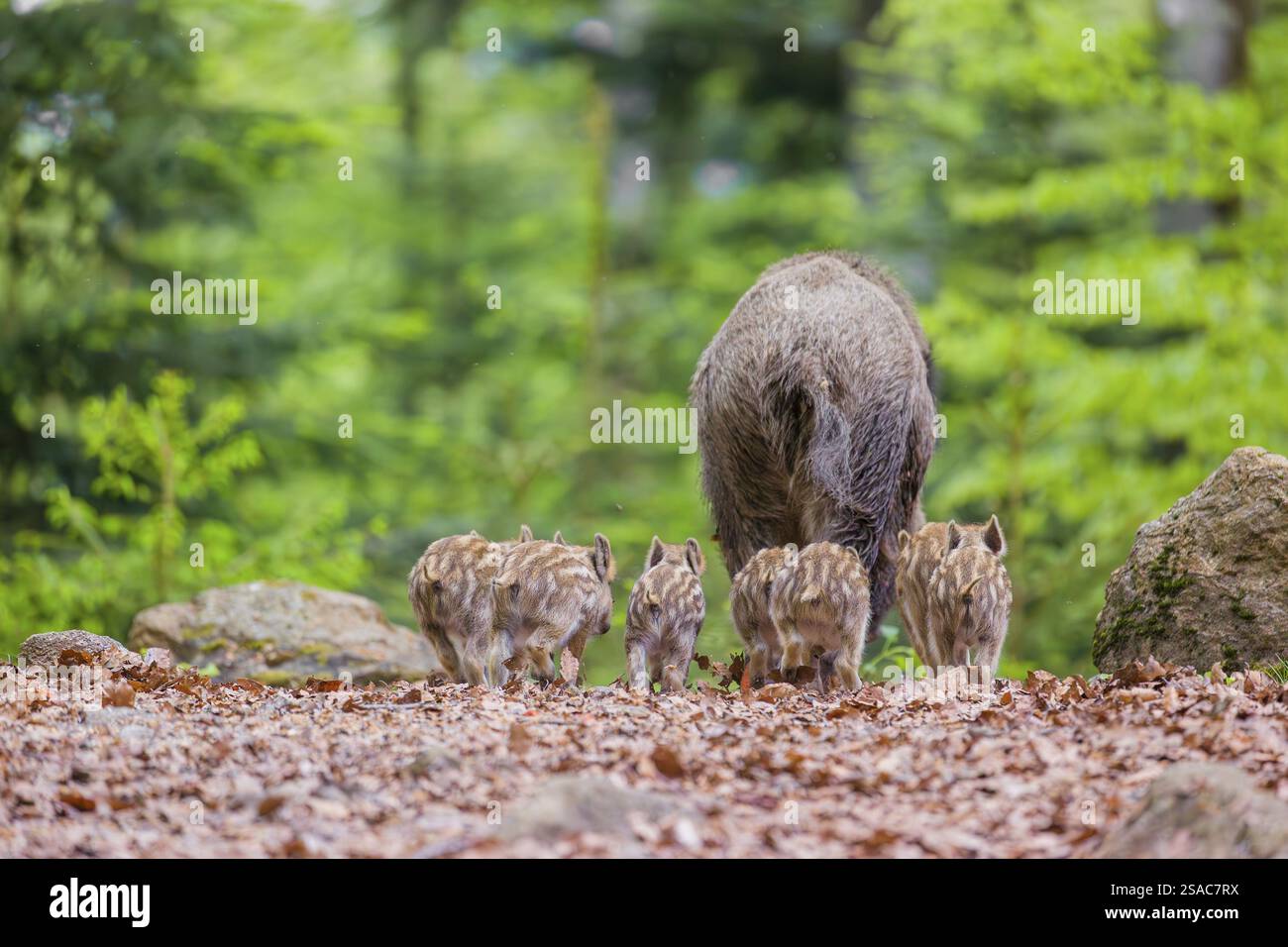 Wild boar (Sus scrofa), adults and piglets, forage for food on the ...