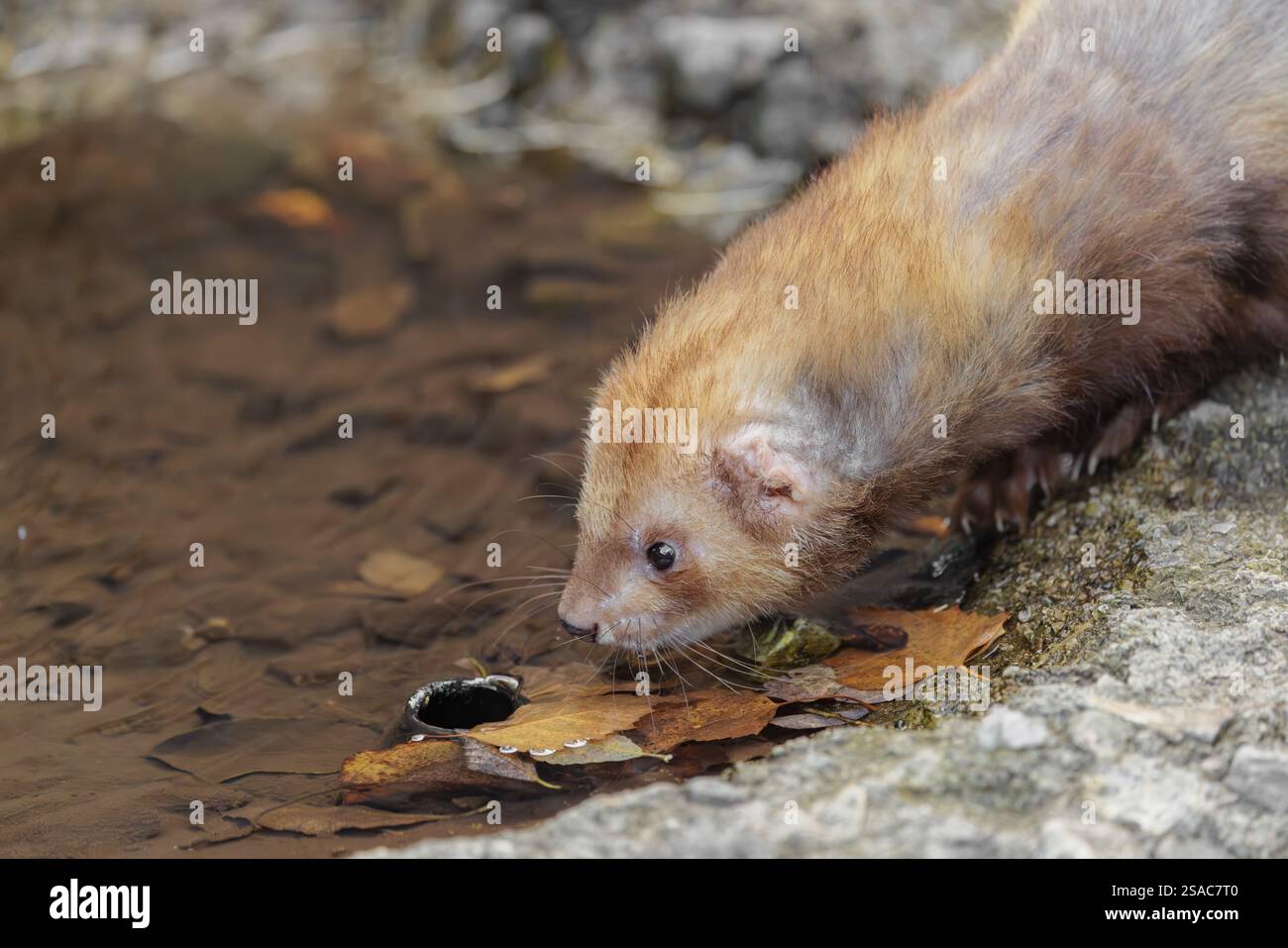 A female ferret (Mustela putorius furo) drinking from a little pond in ...