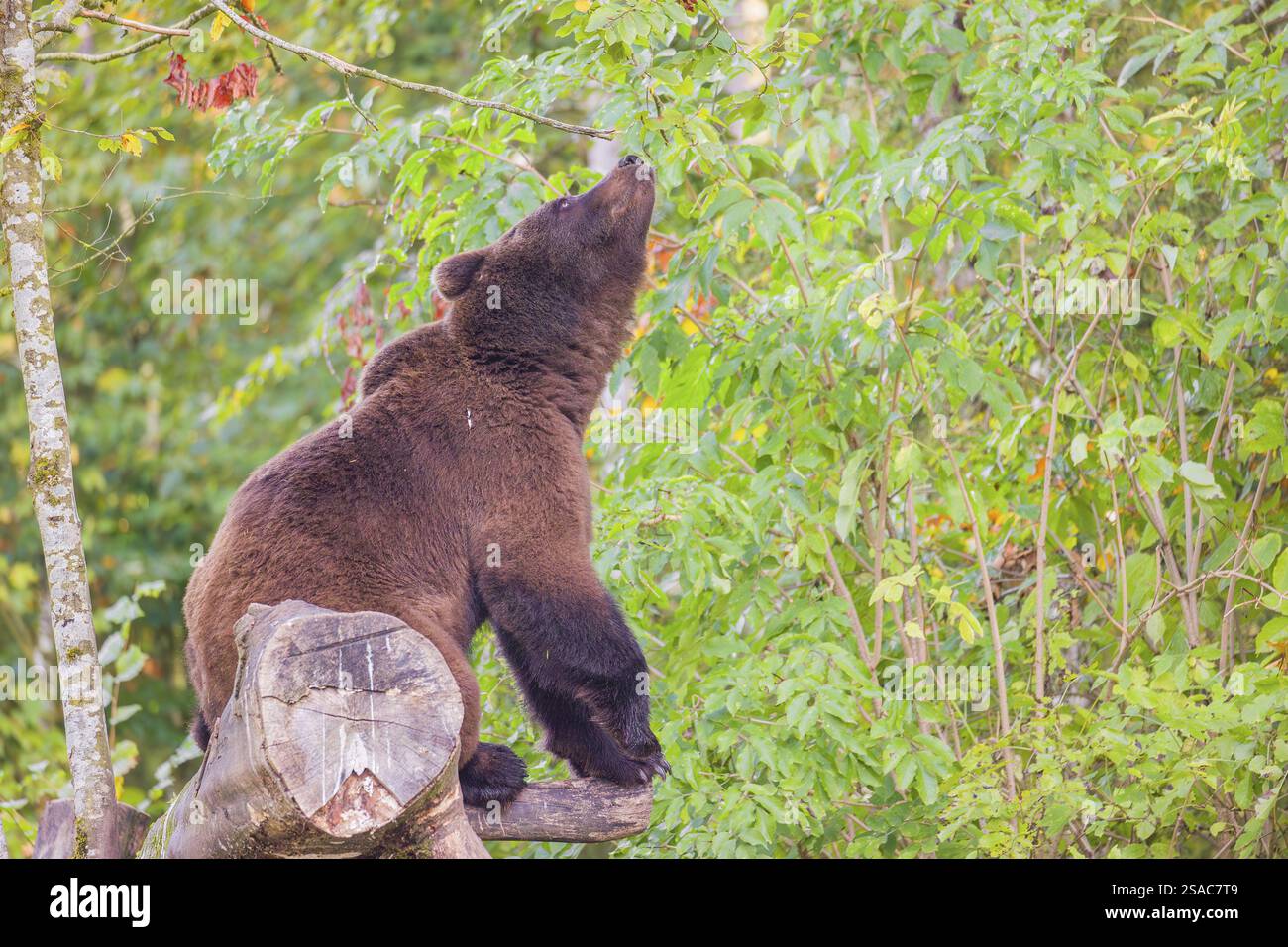 A young male Eurasian brown bear (Ursus arctos arctos) sits on a ...