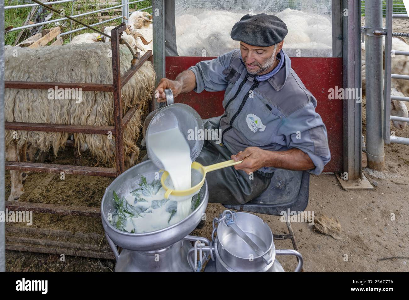 When milking his sheep, Regis Carrere clarifies the fresh milk by ...