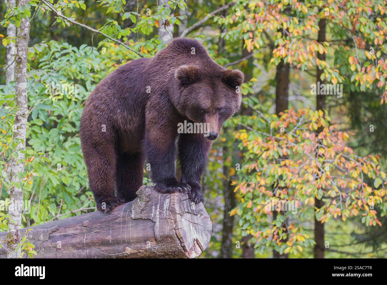 A young male Eurasian brown bear (Ursus arctos arctos) stands on a ...