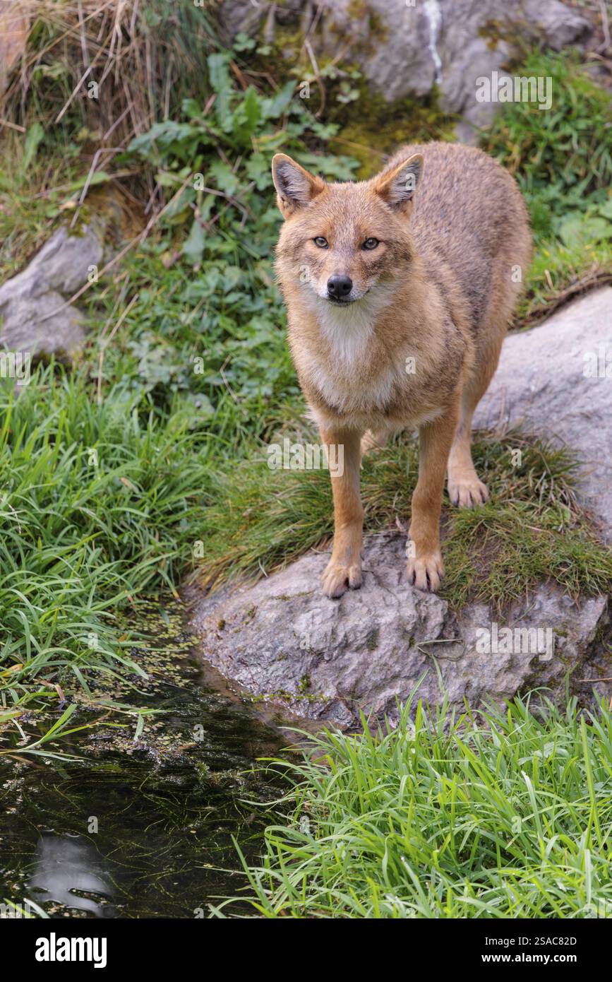 A golden jackal (Canis aureus) stands at a small puddle Stock Photo - Alamy