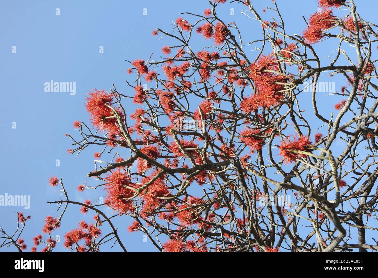 Coral tree blooms hi-res stock photography and images - Alamy