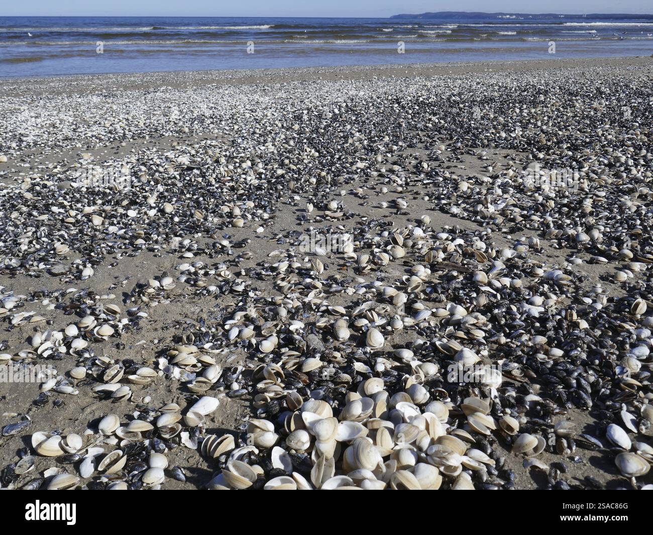 Beach with lots of shells Stock Photo - Alamy
