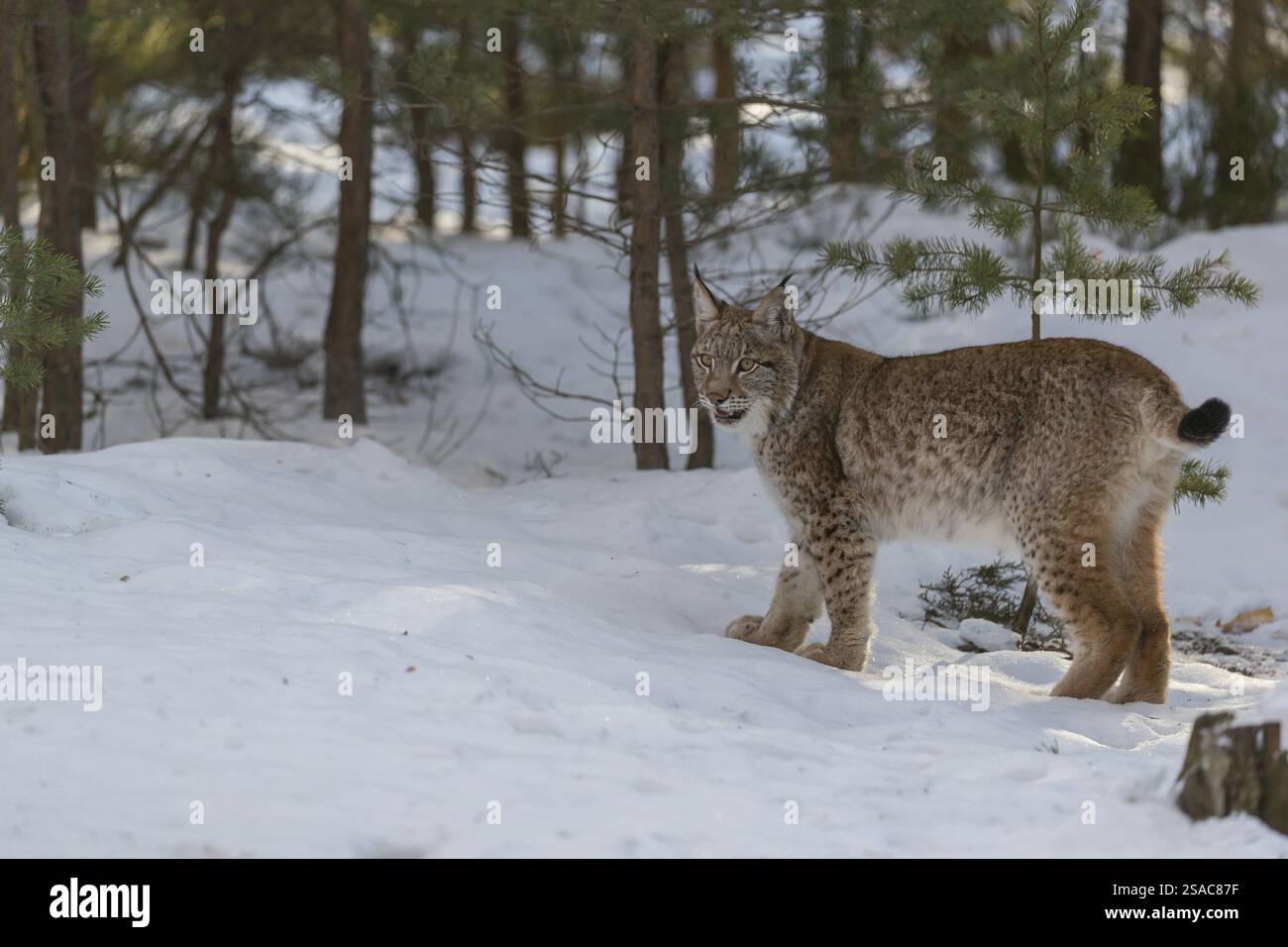 One young male Eurasian lynx, (Lynx lynx), standing on a snow covered ...
