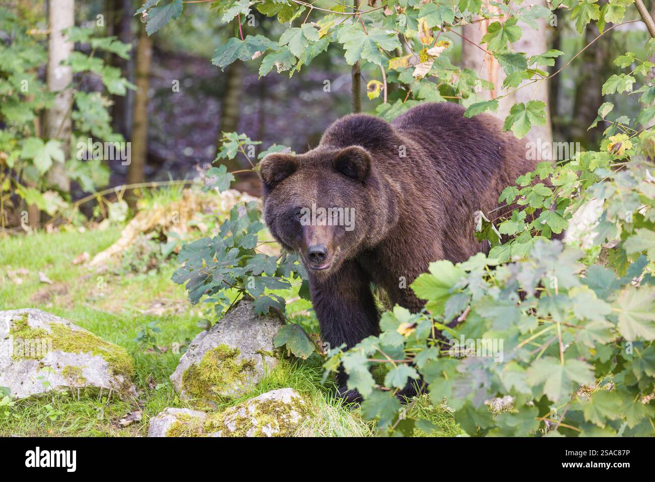 A young male Eurasian brown bear (Ursus arctos arctos) stands on a ...