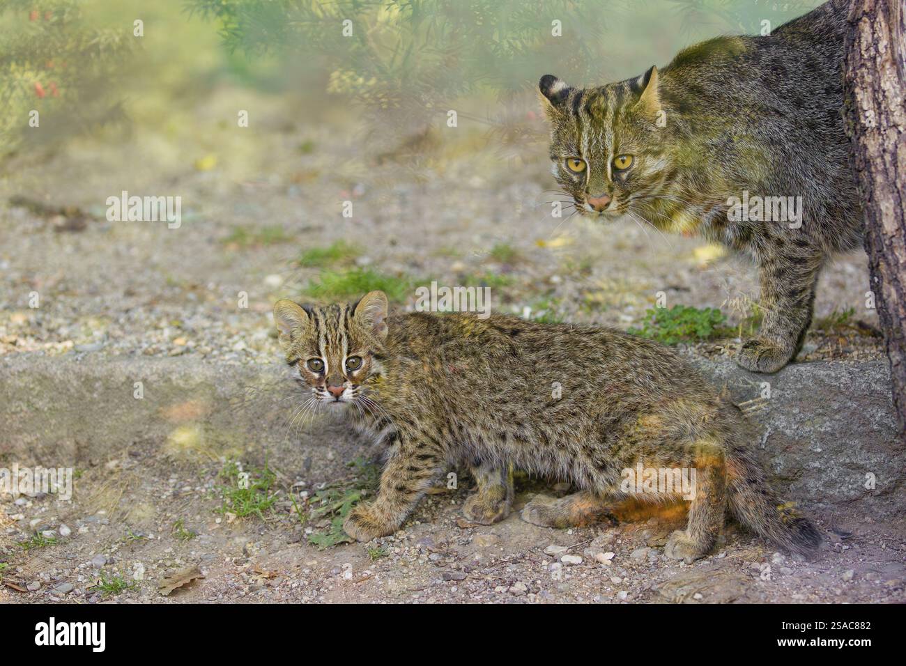 A 3 month old Amur Leopard Cat, Prionailurus bengalensis euptilurus ...