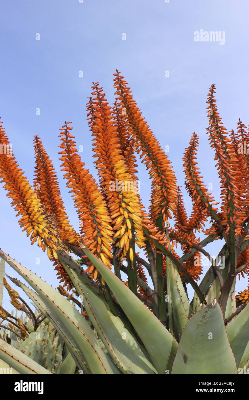 Aloe panicle hi-res stock photography and images - Alamy