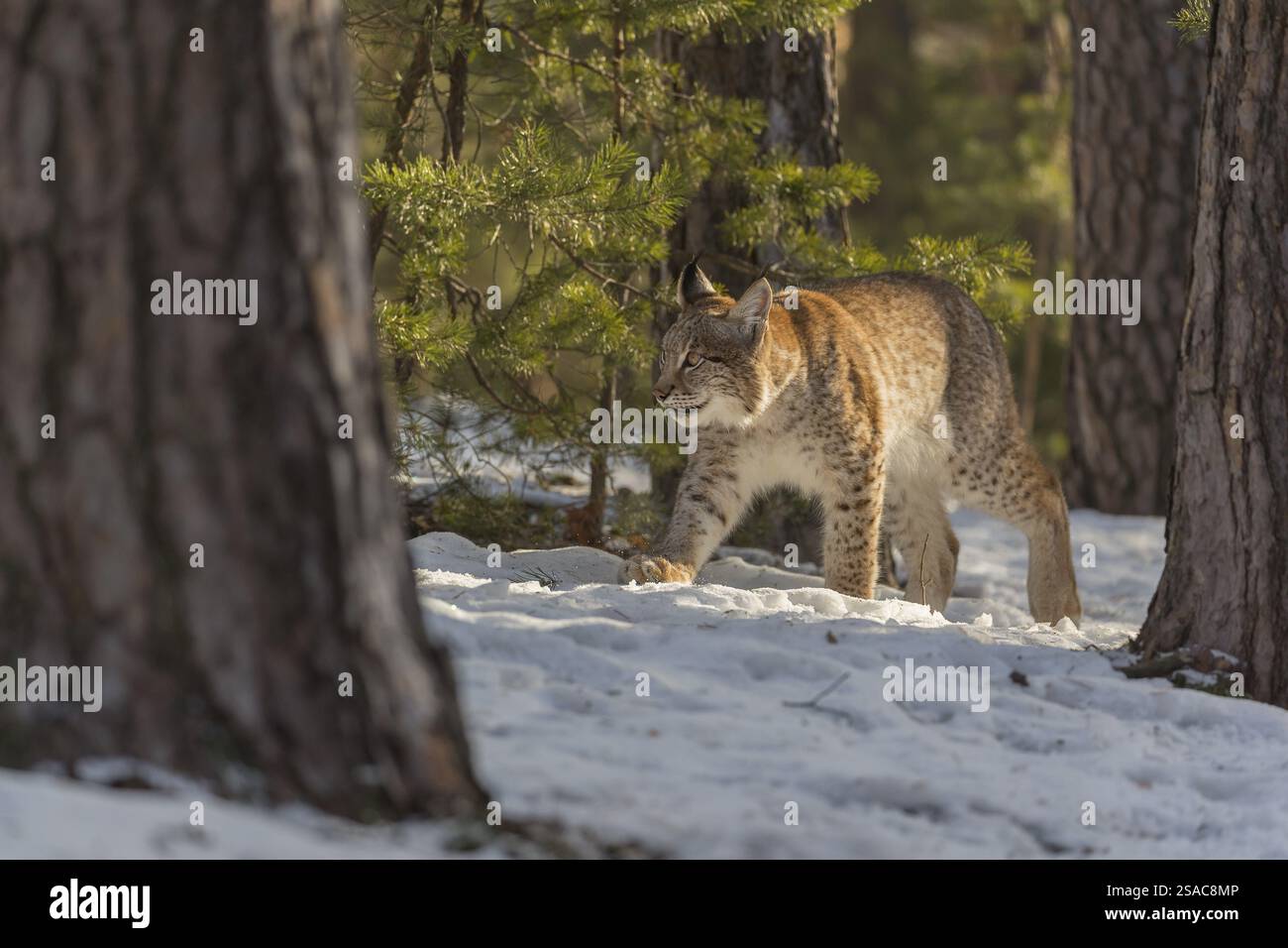 One young male Eurasian lynx, (Lynx lynx), walking over a snow covered ...