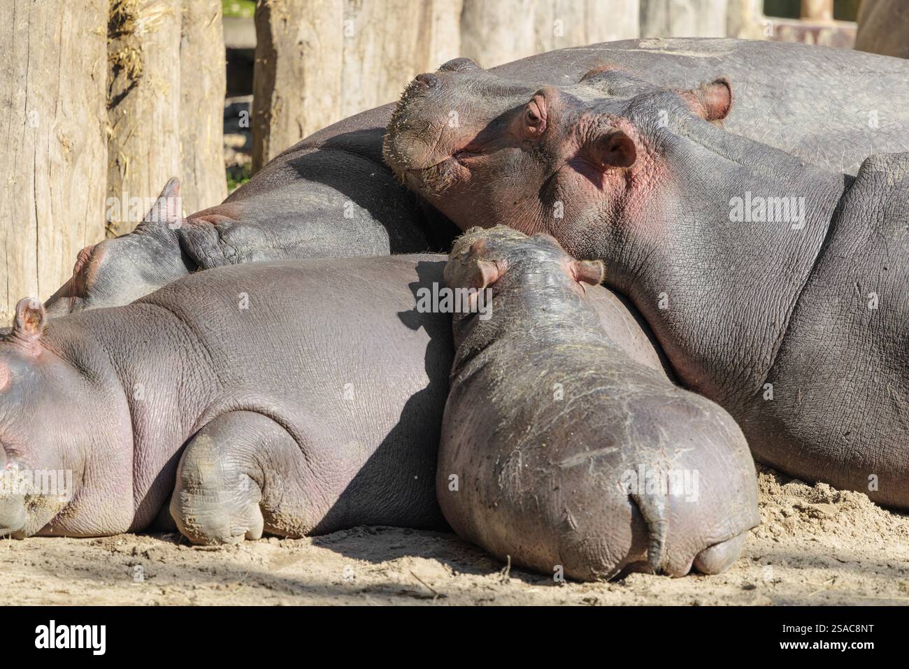 A group of hippos (Hippopotamus amphibius) resting on a sandy riverbank ...