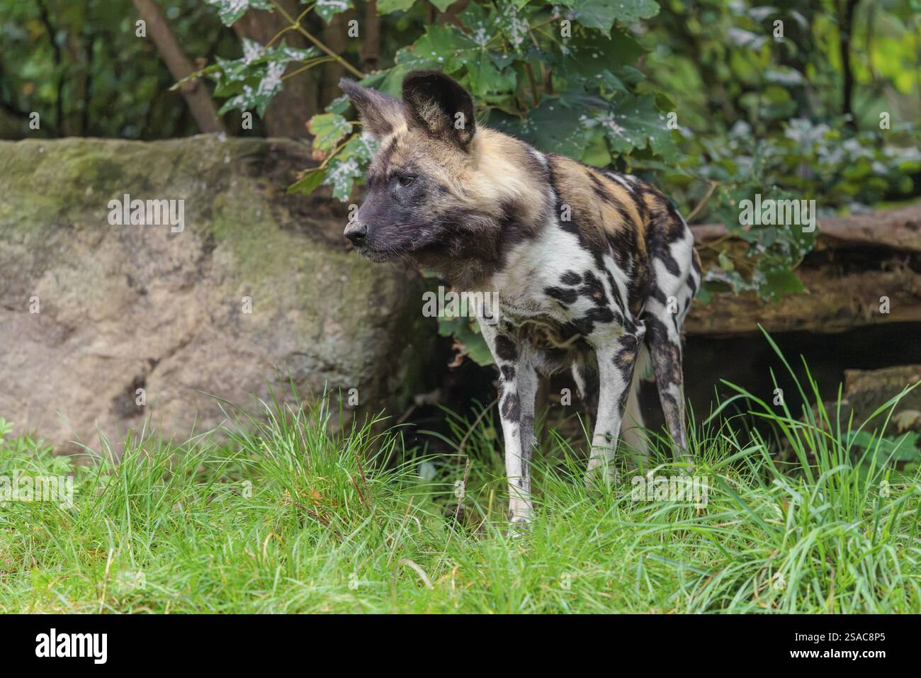 African wild dog, Lycaon pictus, running through the green vegetation ...