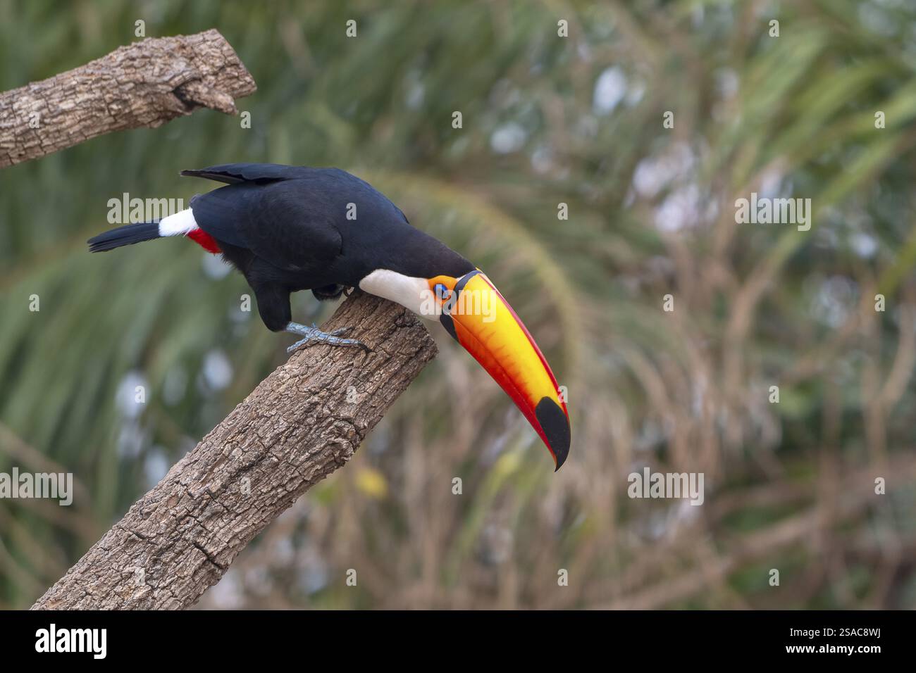 Giant toucan (Ramphastos toco), Pantanal, inland, wetland, UNESCO ...