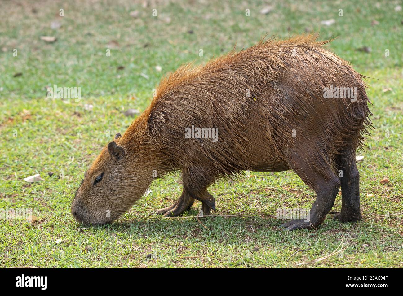 Capybara or capybara (Hydrochoerus hydrochaeris), Pantanal, inland ...